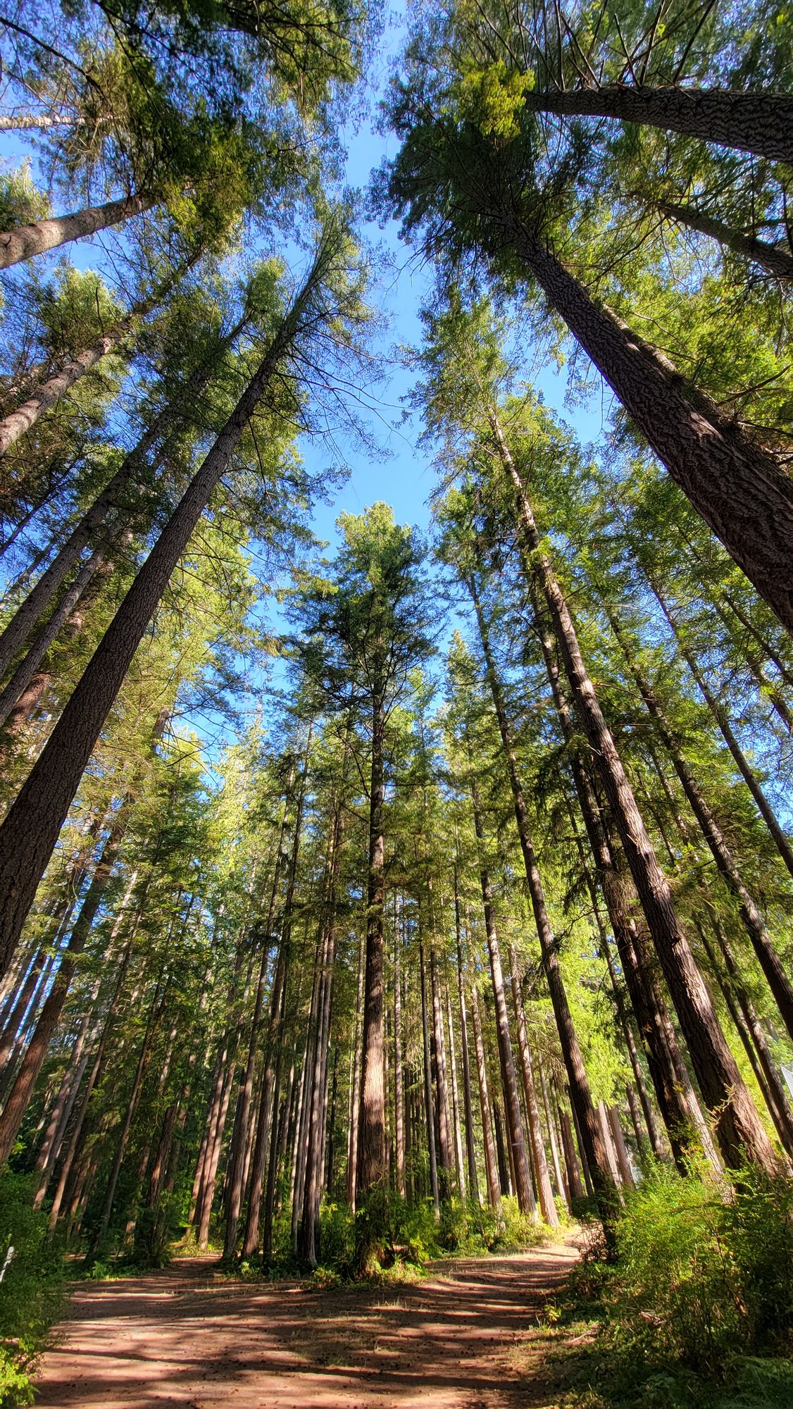 Sunset Park - Powell River, BC, Canada | UDisc Disc Golf Course Directory