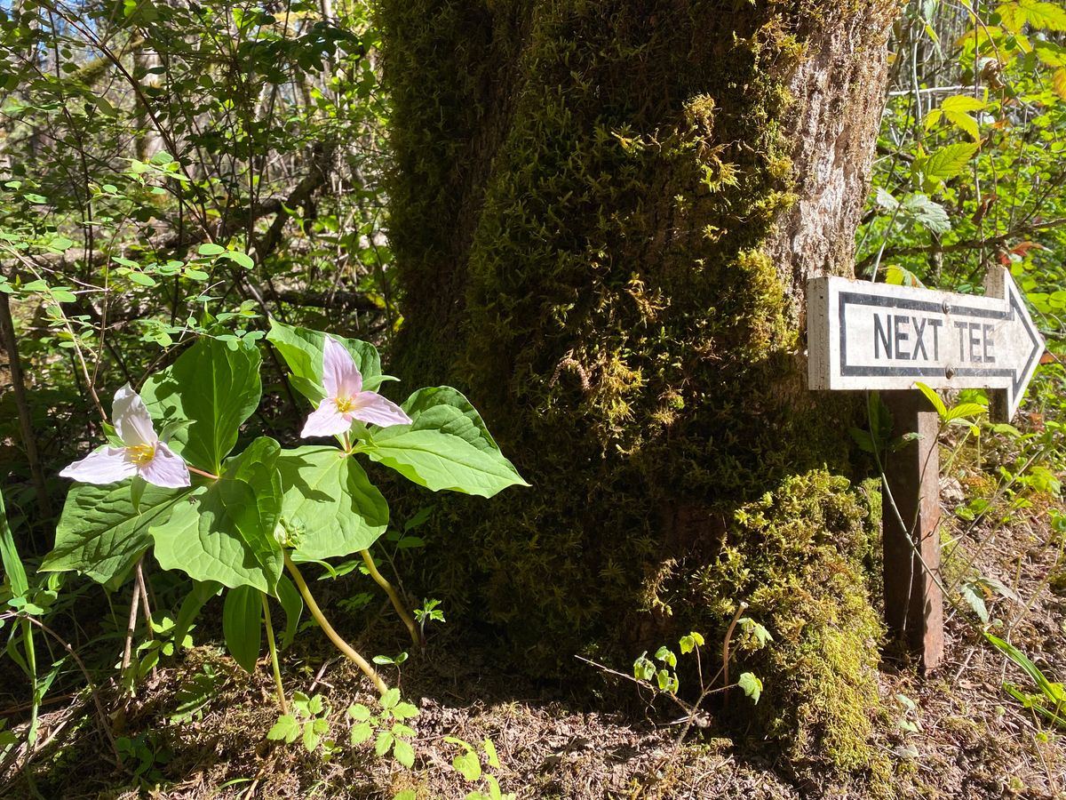 Dexter State Park - Dexter, Oregon | UDisc Disc Golf Course Directory