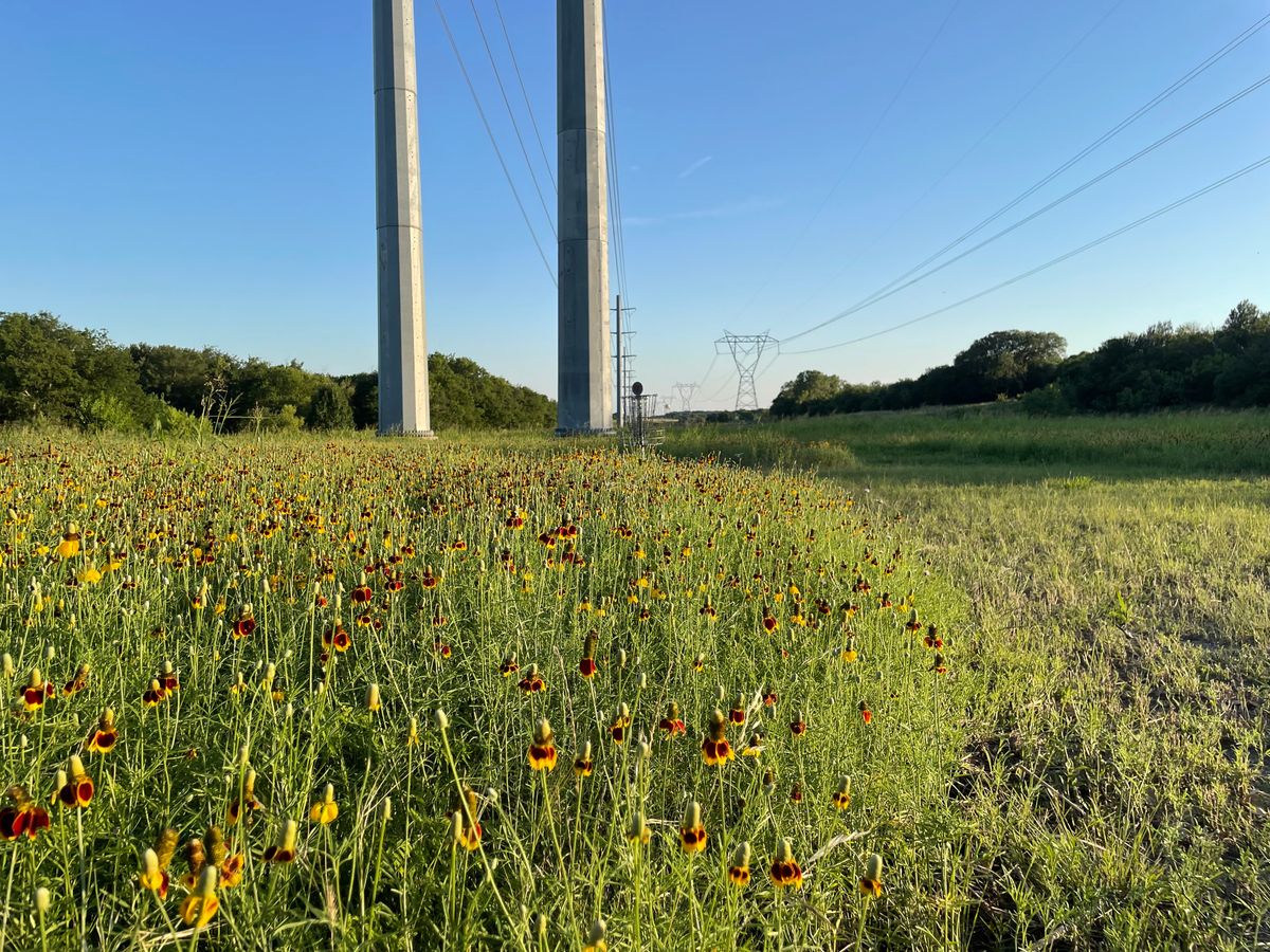 Frisco Disc Golf - Your Guide to Disc Golf in Frisco, Texas | UDisc