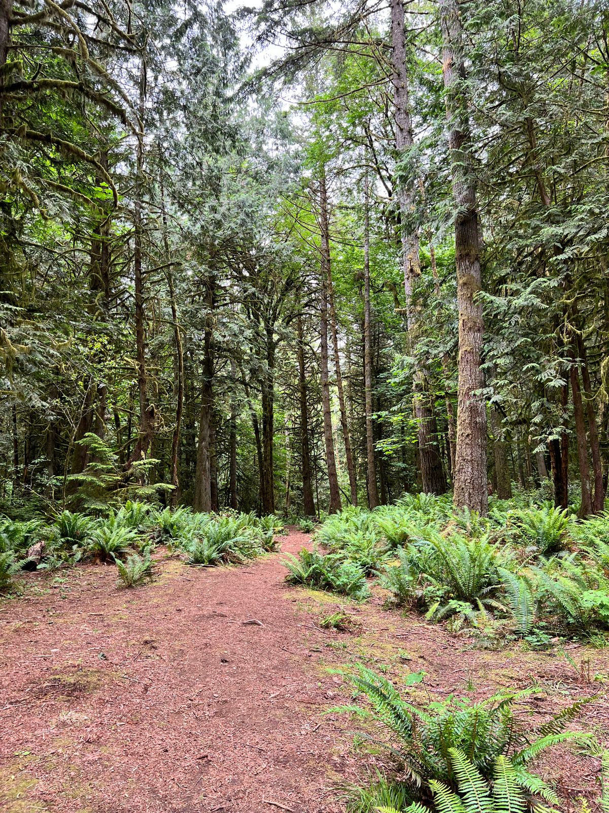 Evergreen State College - WA | UDisc Disc Golf Course Directory