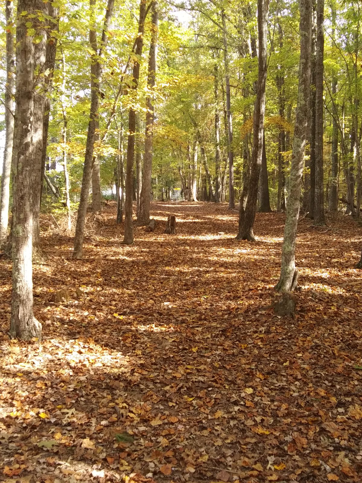 Lewis Grove DGC - Kenbridge, Virginia | UDisc Disc Golf Course Directory