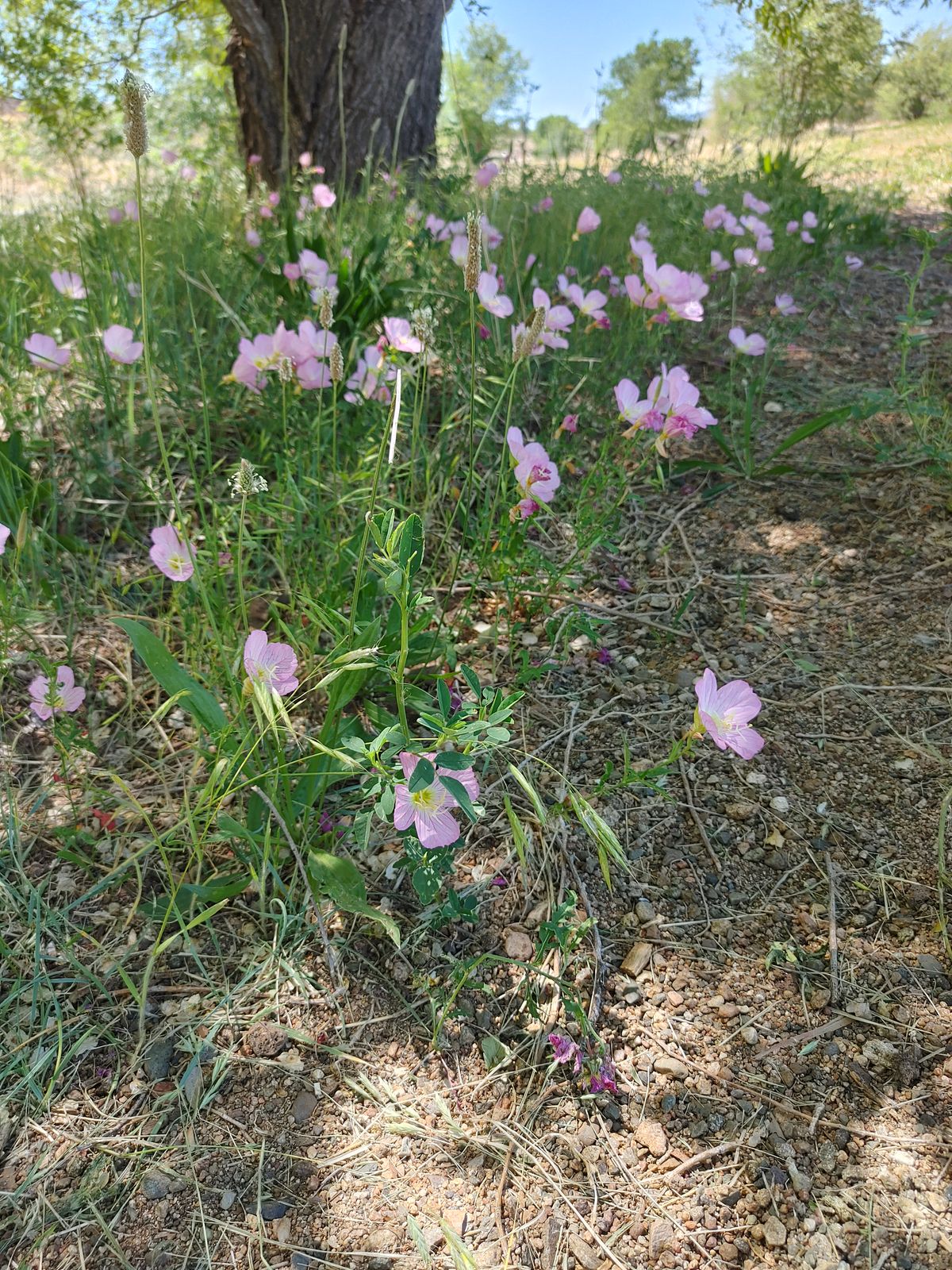 Santa Fe Station D.G.C. - Prescott Valley, AZ | UDisc Disc Golf Course ...