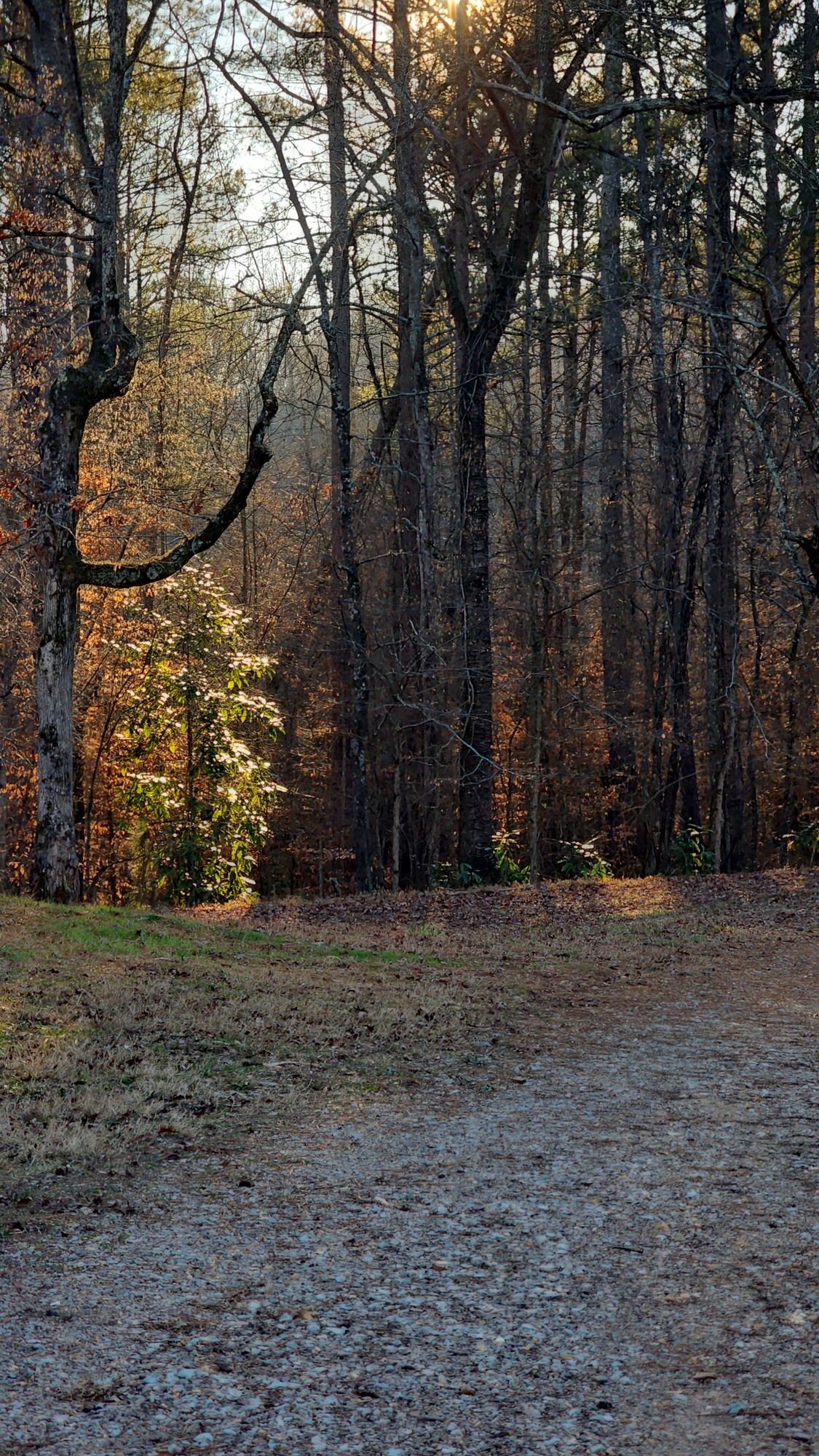 Pickwick Plantation - Counce, Tennessee | UDisc Disc Golf Course Directory