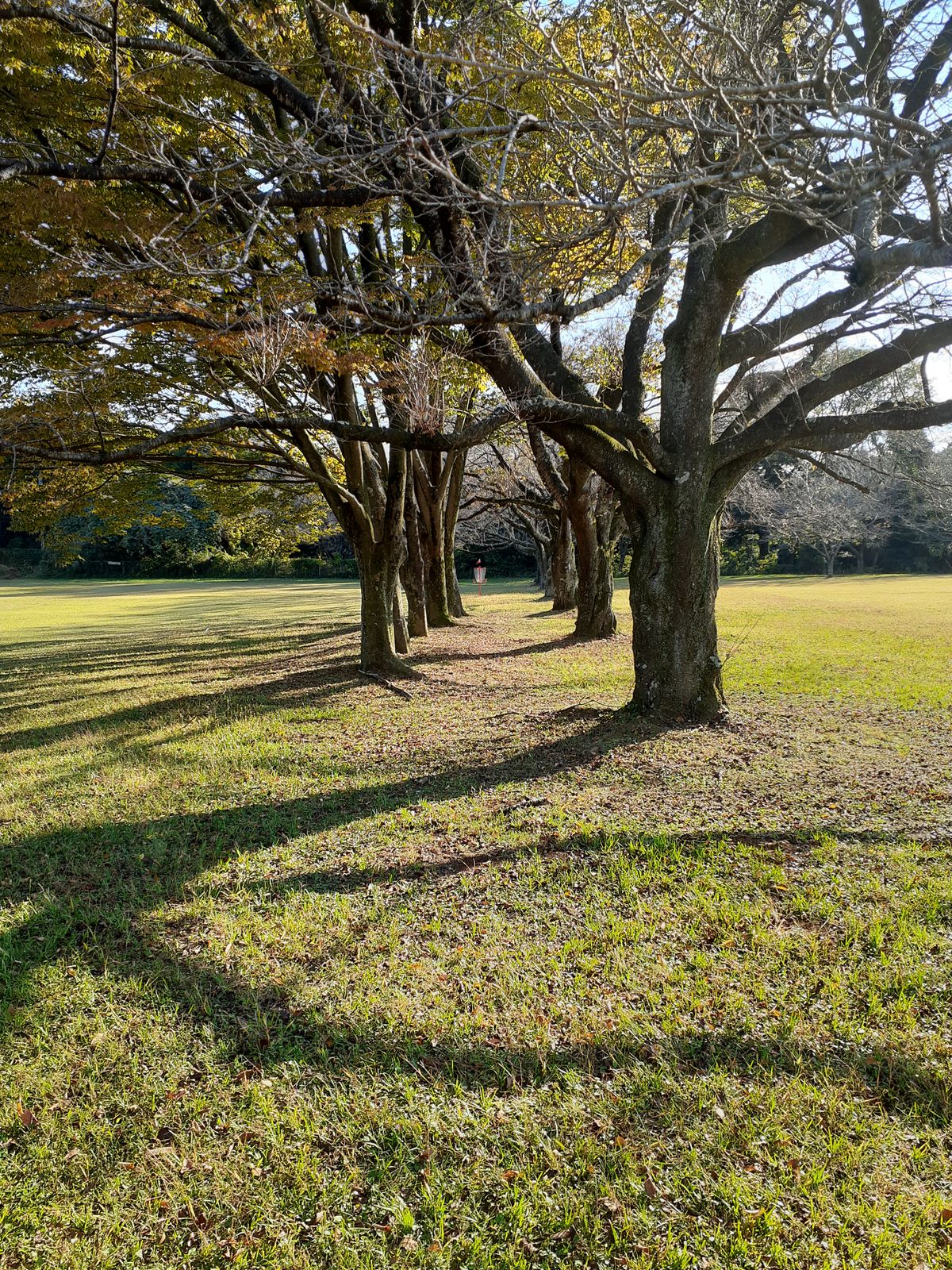 さくら宇宙公園 DGC - 日本, 〒318-0022 茨城県高萩市石滝627番地1 | UDisc Disc Golf Course ...