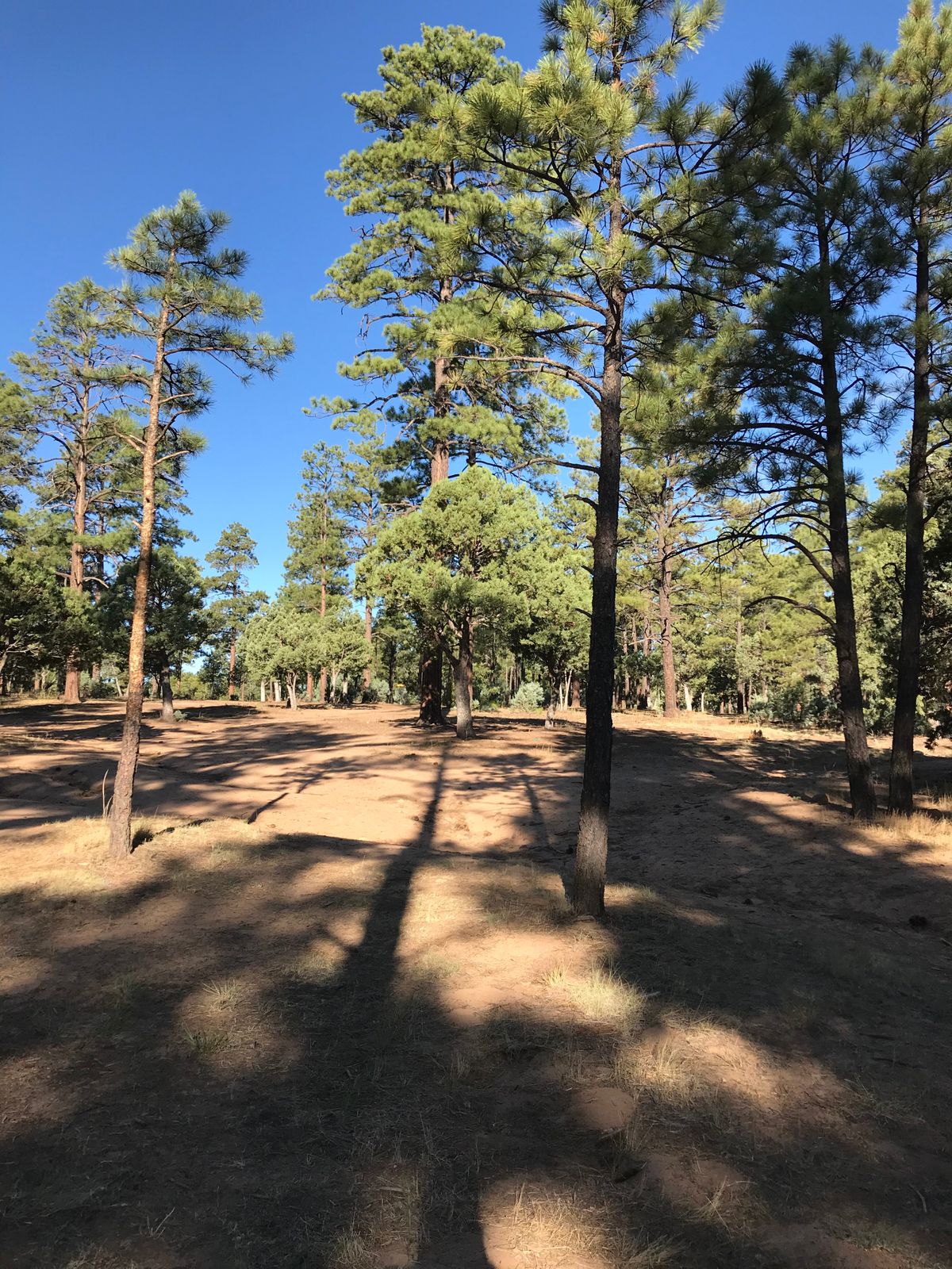 Show Low - Show Low, Arizona | UDisc Disc Golf Course Directory