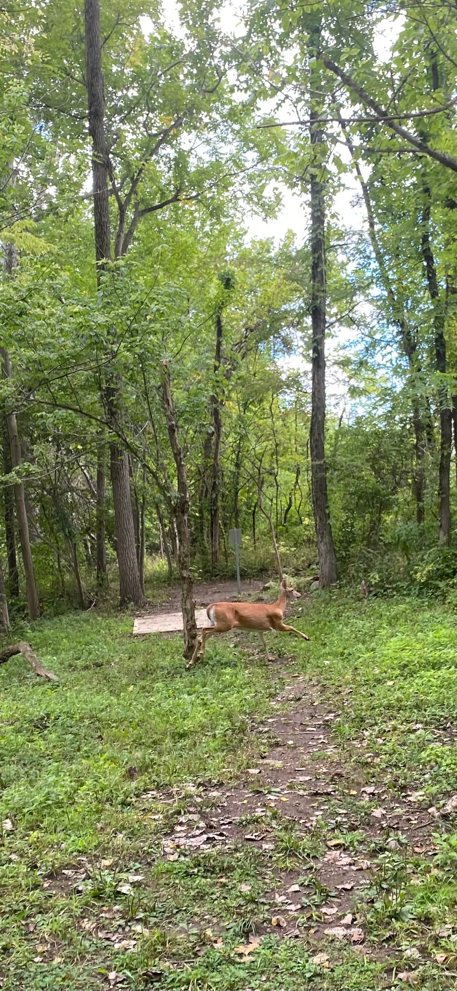 Pendleton Disc Golf - Your Guide to Disc Golf in Pendleton, Indiana | UDisc