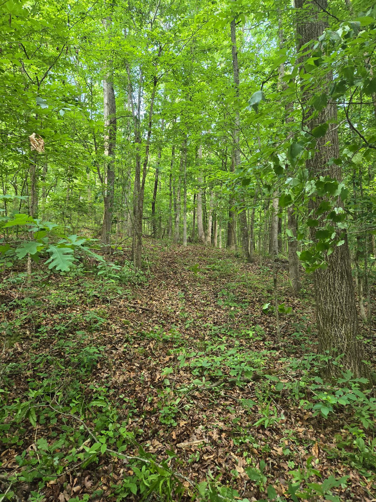 Miranda Farms DGC - Covington, Georgia | UDisc Disc Golf Course Directory