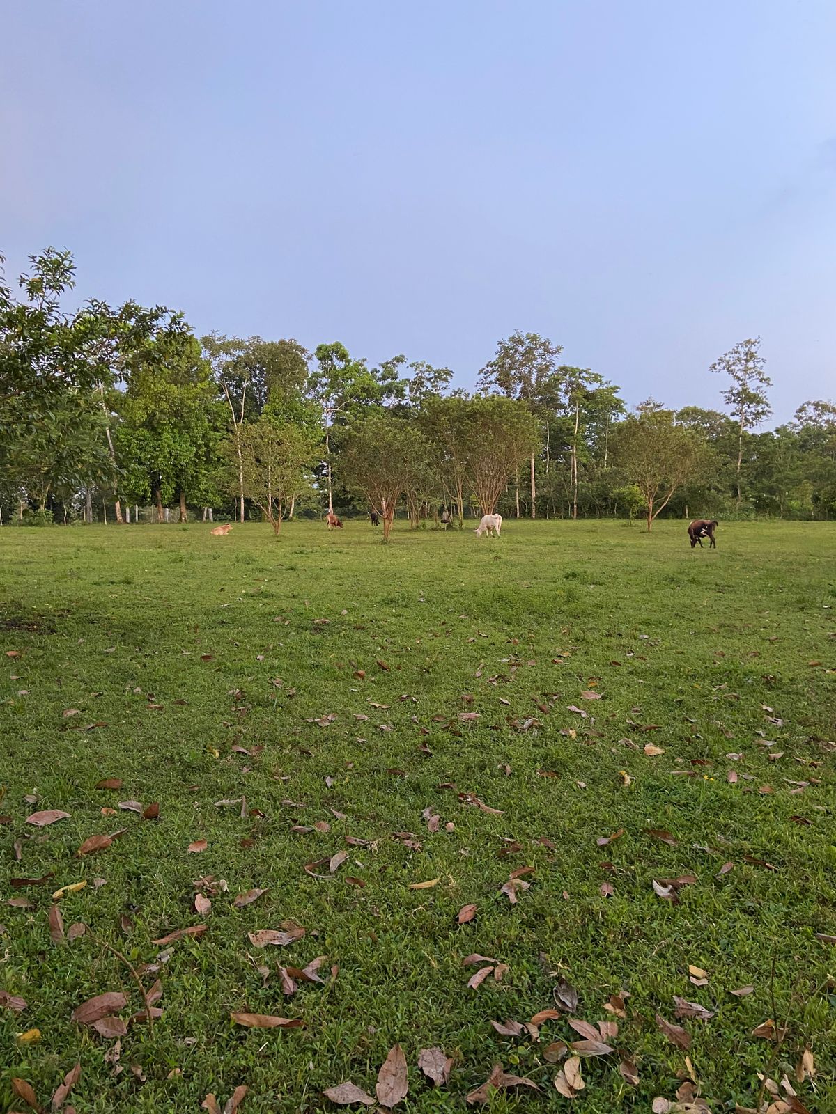 El Guayabo - Costa Rica | UDisc Disc Golf Course Directory