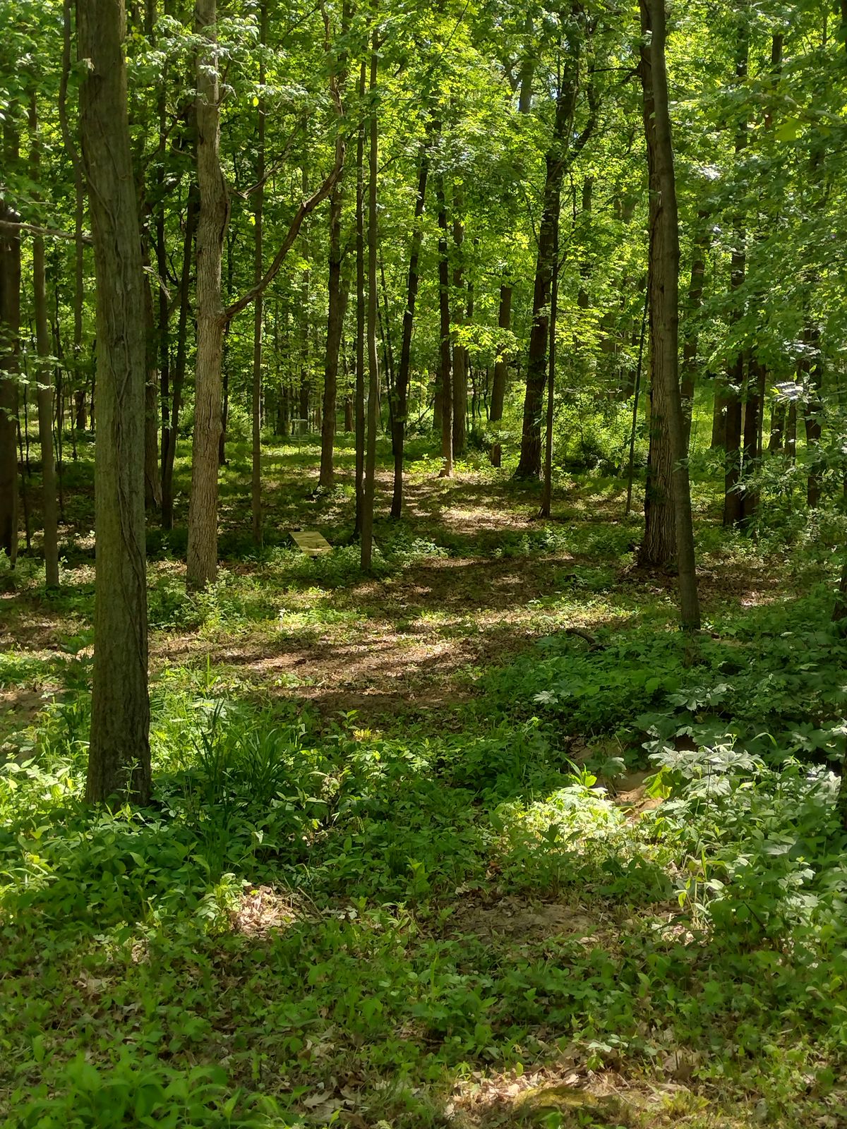 The Kingsway DGC - Maple Rapids, MI | UDisc Disc Golf Course Directory