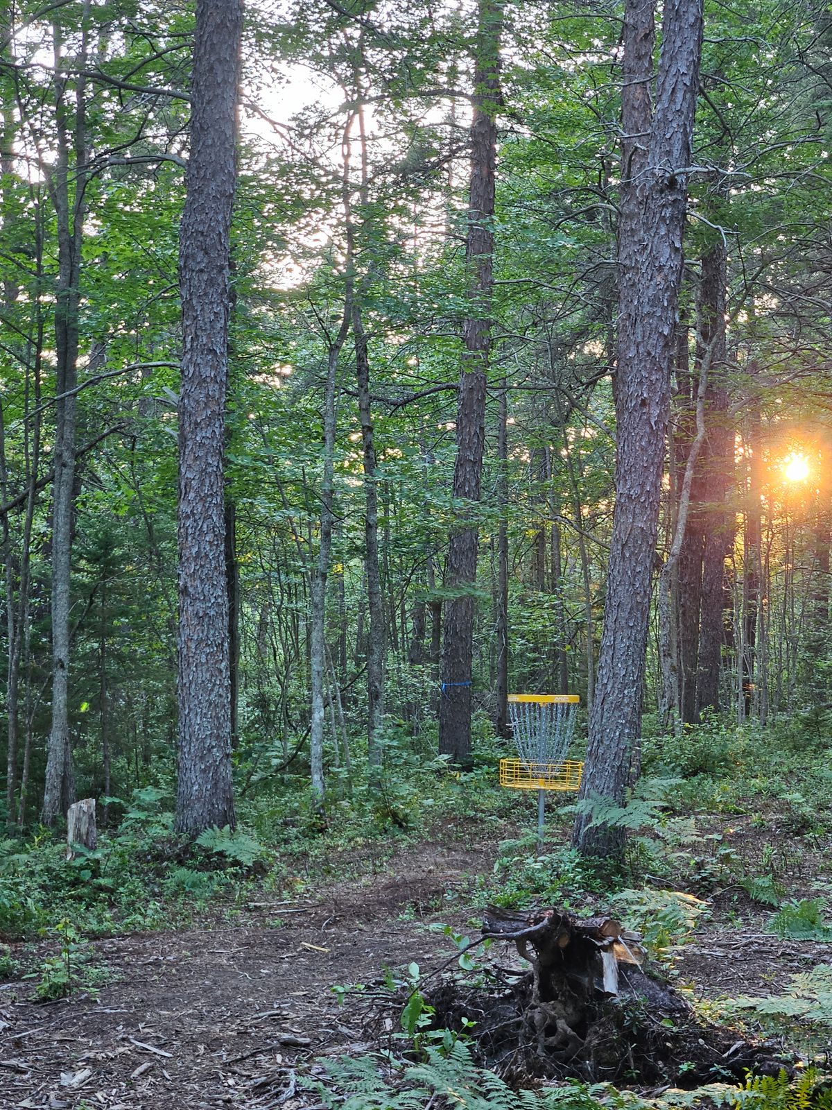 RHS Tricky Trail - Riverview, NB, Canada | UDisc Disc Golf Course Directory