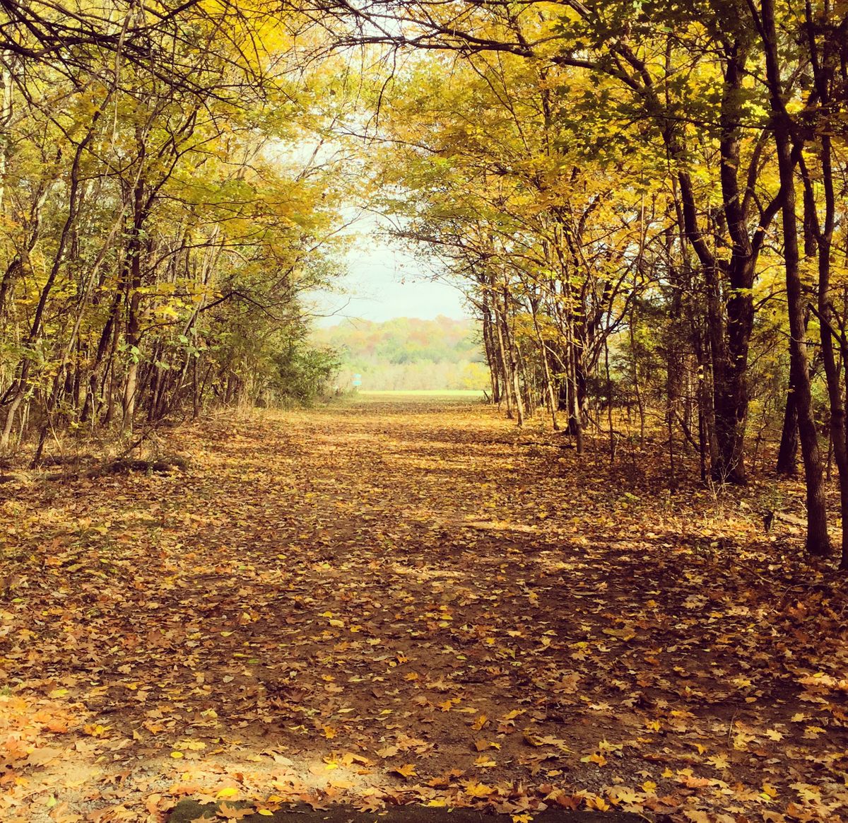 Cane Ridge Park | Course Photos