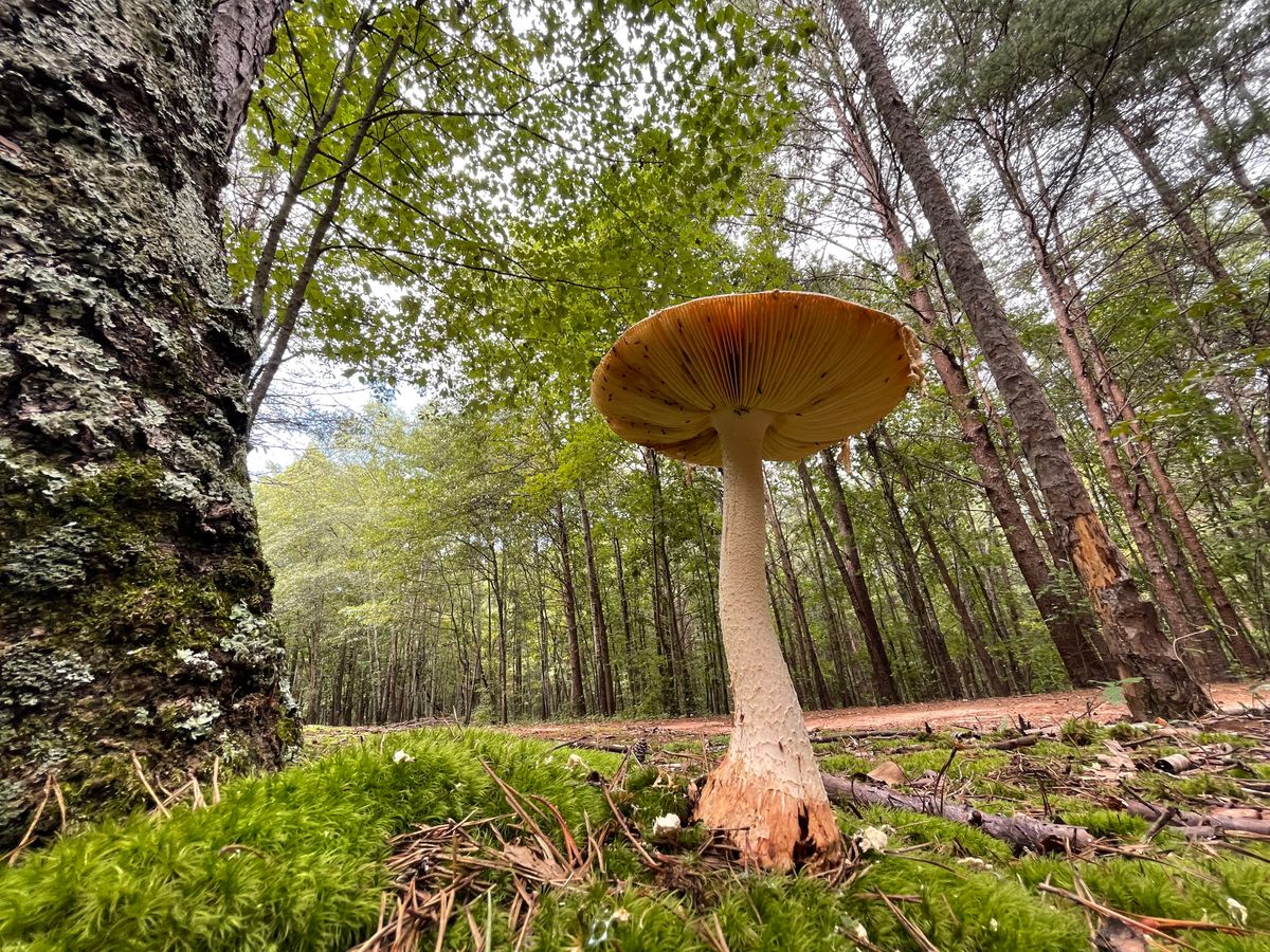 Shaver Recreation Center, OG COURSE - Seneca, SC | UDisc Disc Golf ...