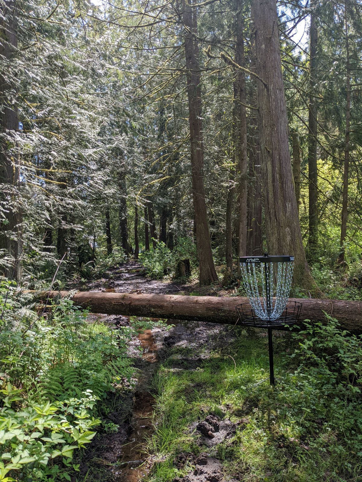 Flooded Creek - Lake Stevens, Washington | UDisc Disc Golf Course Directory