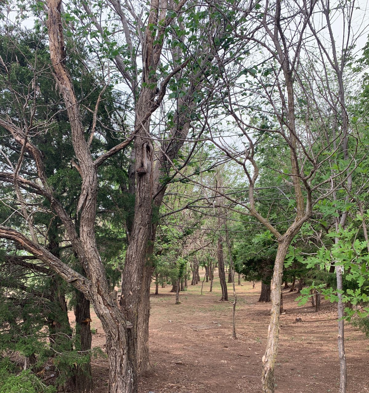 Bulldog Meadows - Attica, KS | UDisc Disc Golf Course Directory