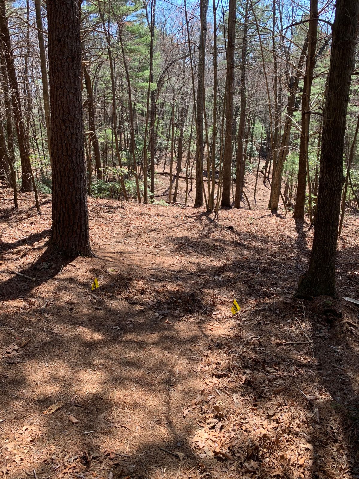 Running Cedar - NC | UDisc Disc Golf Course Directory