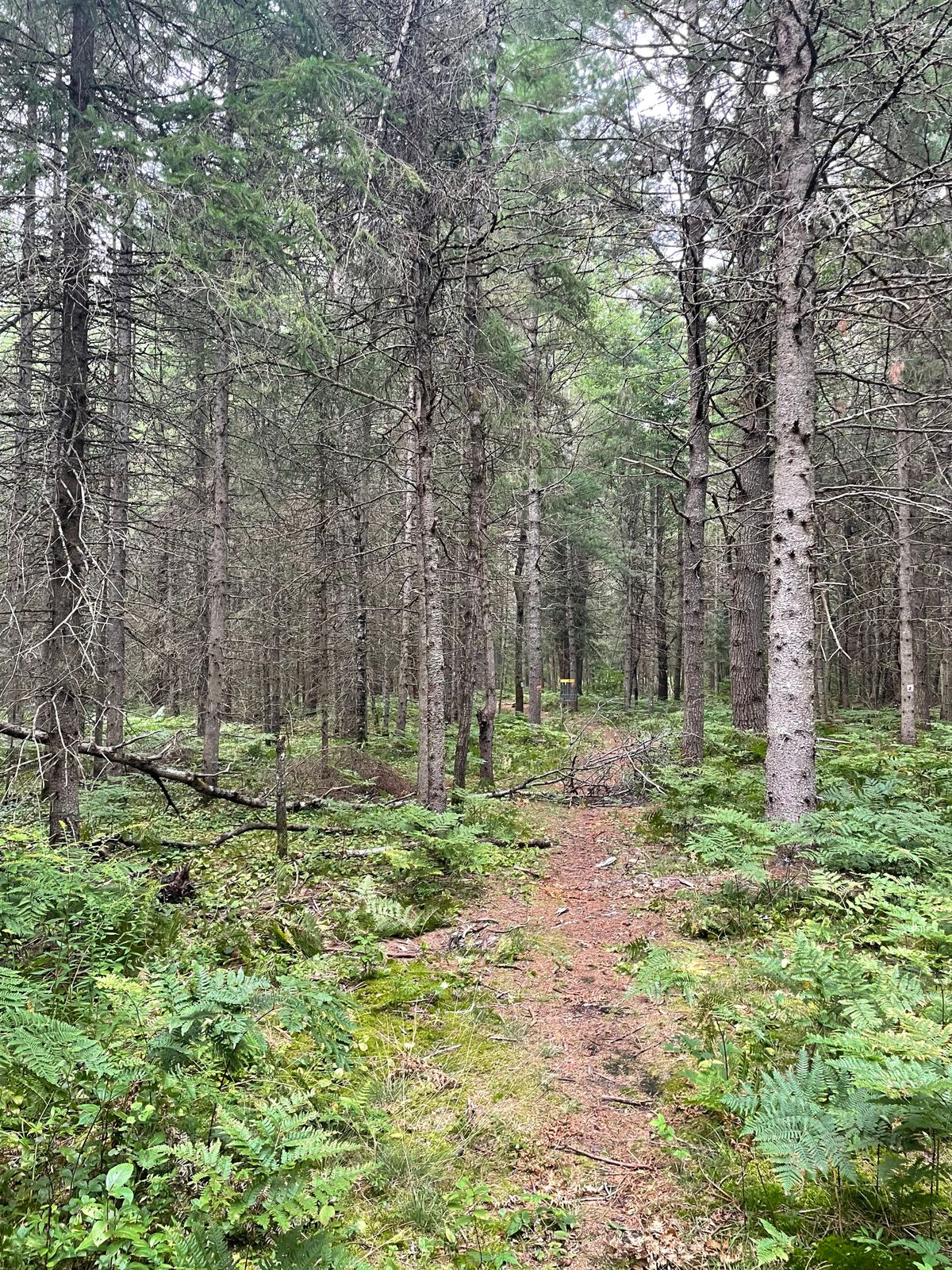 Irwin Eagles DGC - Dwight, ON, Canada | UDisc Disc Golf Course Directory