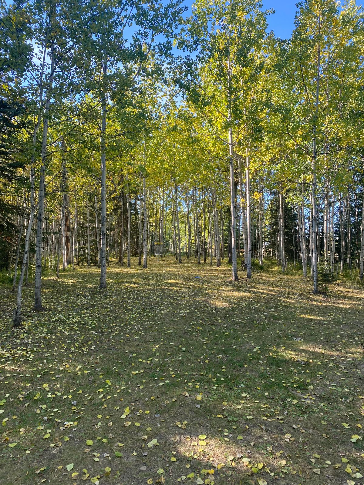 Aspen Meadows West - AB, Canada | UDisc Disc Golf Course Directory