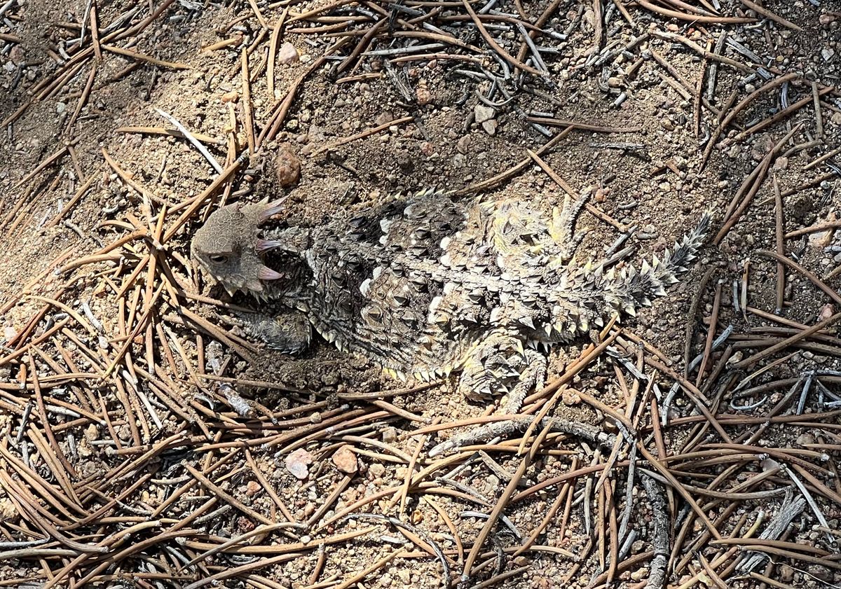 Grumpy Bear’s Retreat Disc Golf Course - Inyokern, California | UDisc ...
