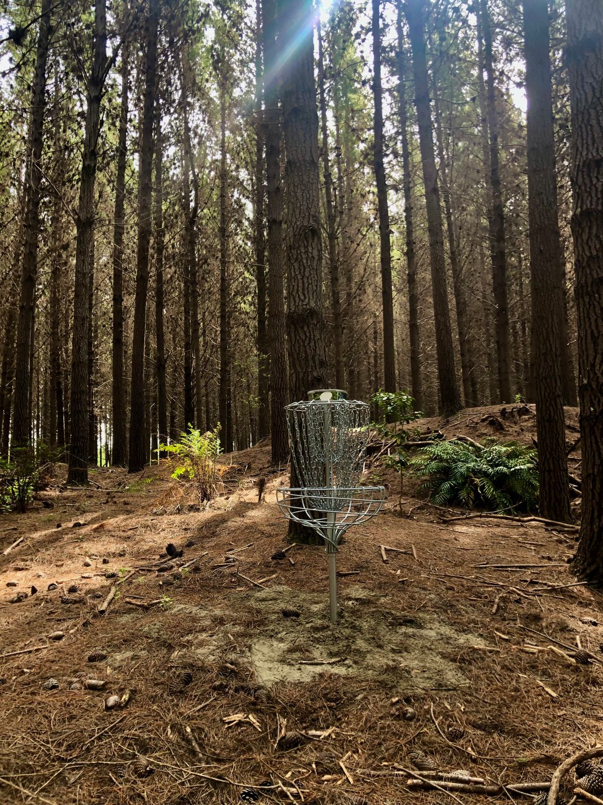 Moturoa Disc Golf Park - Rabbit Island, New Zealand | UDisc Disc Golf ...