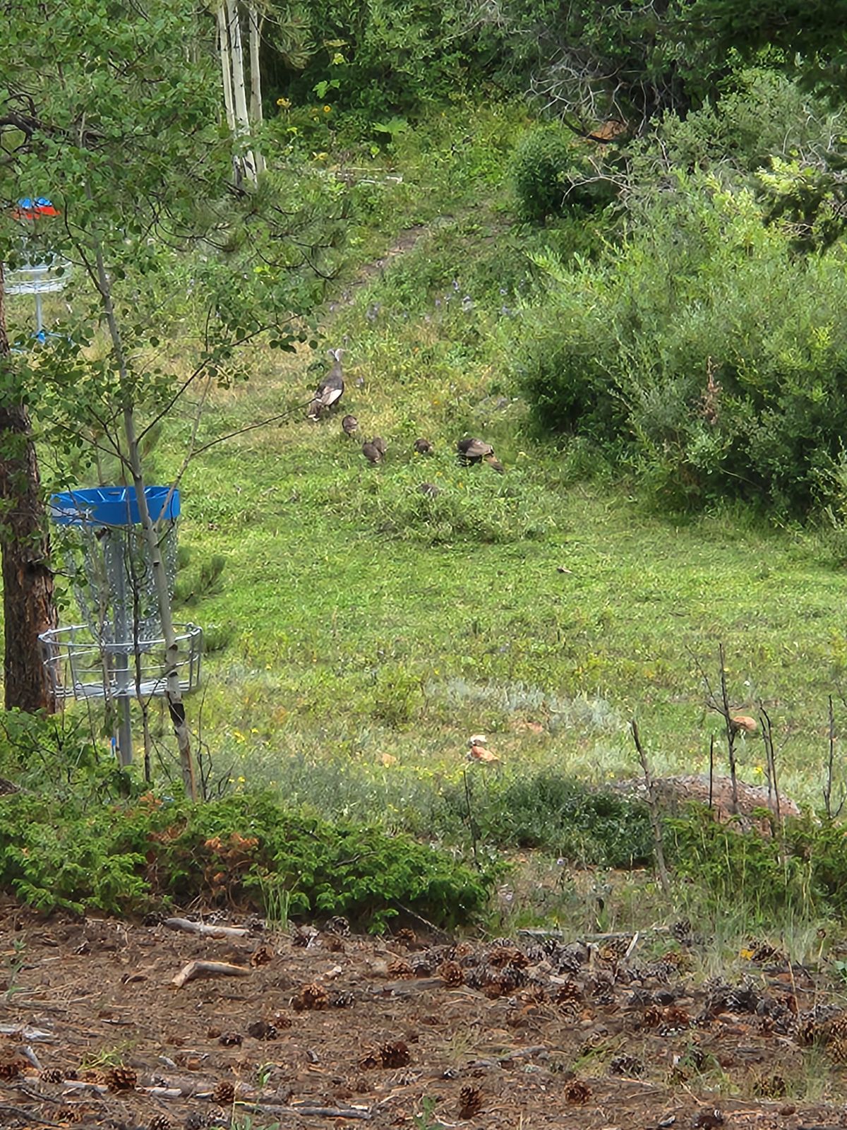 Little Scraggy Disc Golf Course - Sedalia, CO | UDisc Disc Golf Course ...