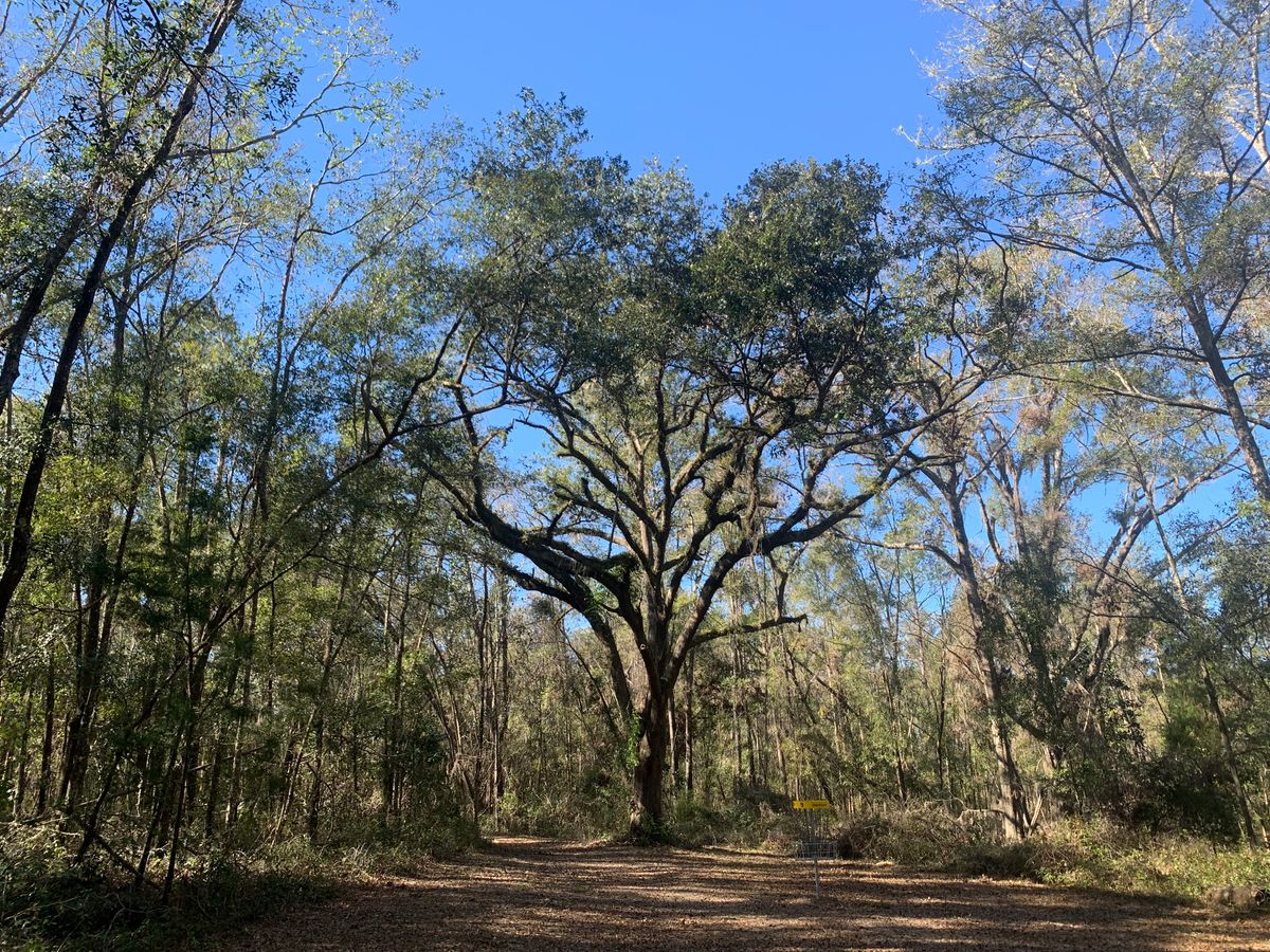 Common Ground Disc Golf - Madison, Florida | UDisc Disc Golf Course ...