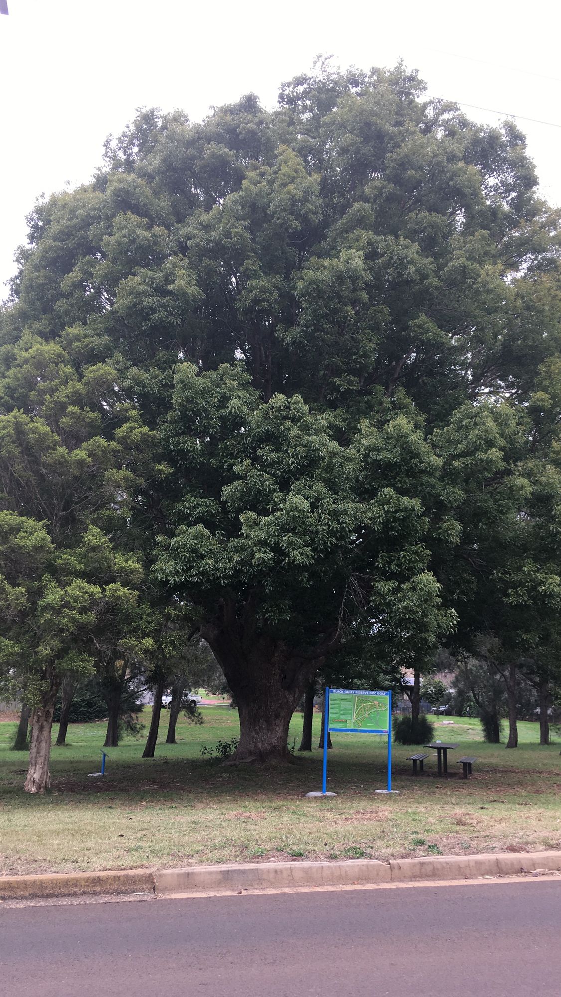 Black Gully Reserve, Toowoomba - Newtown, Australia | UDisc Disc Golf ...
