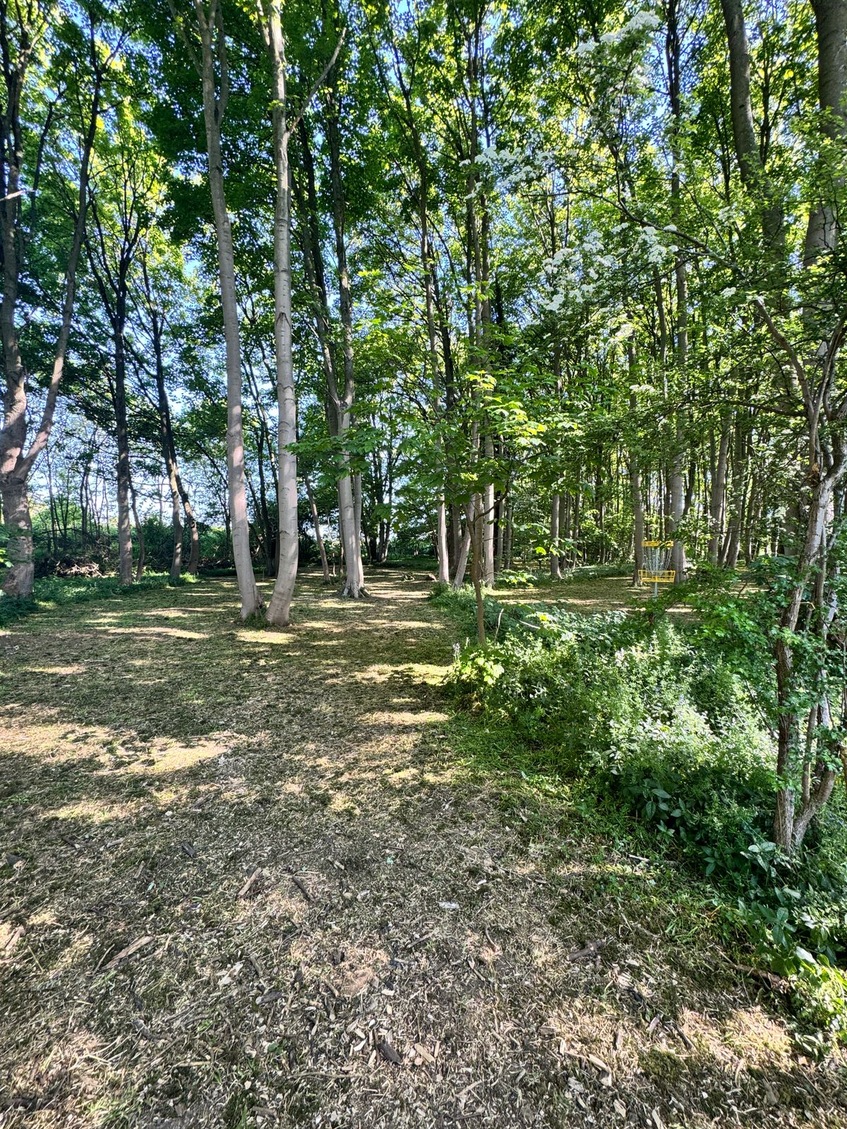 Iron Pit Woods - Corby, United Kingdom | UDisc Disc Golf Course Directory