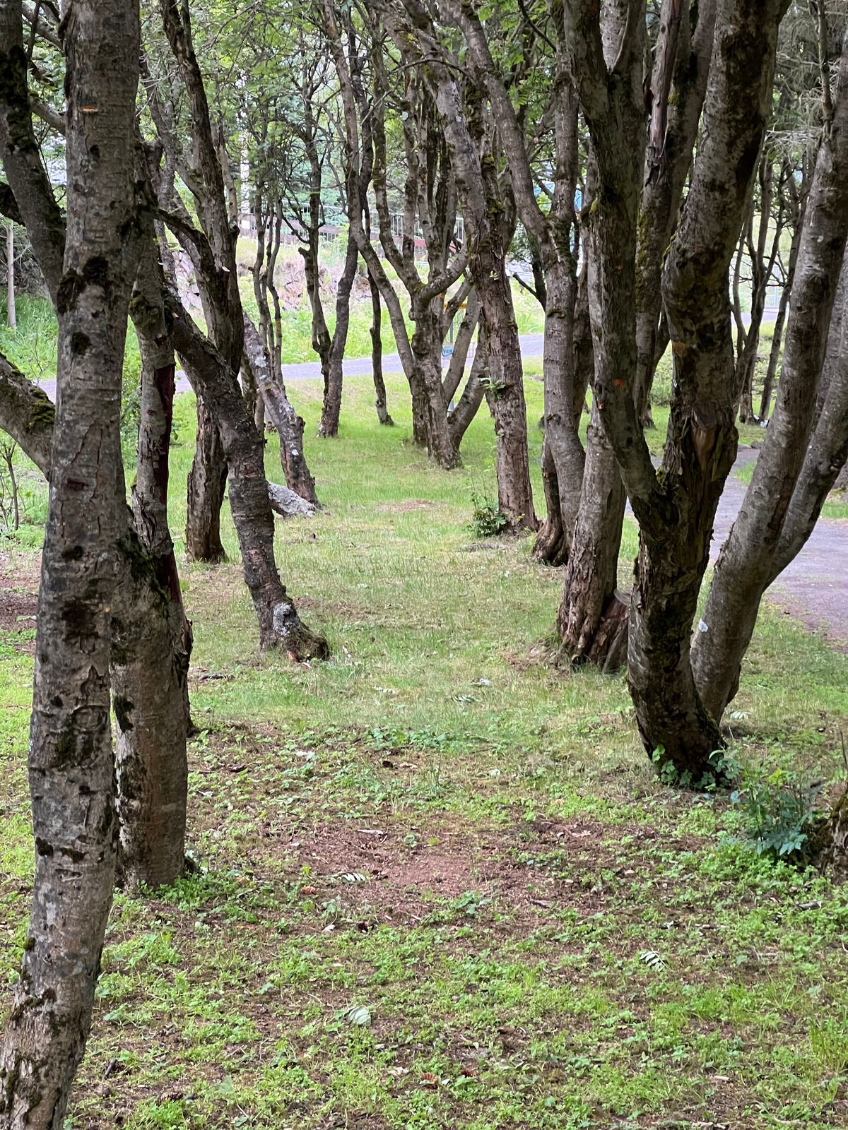 Borgarnes Disc Golf - Your Guide to Disc Golf in Borgarnes, Iceland | UDisc