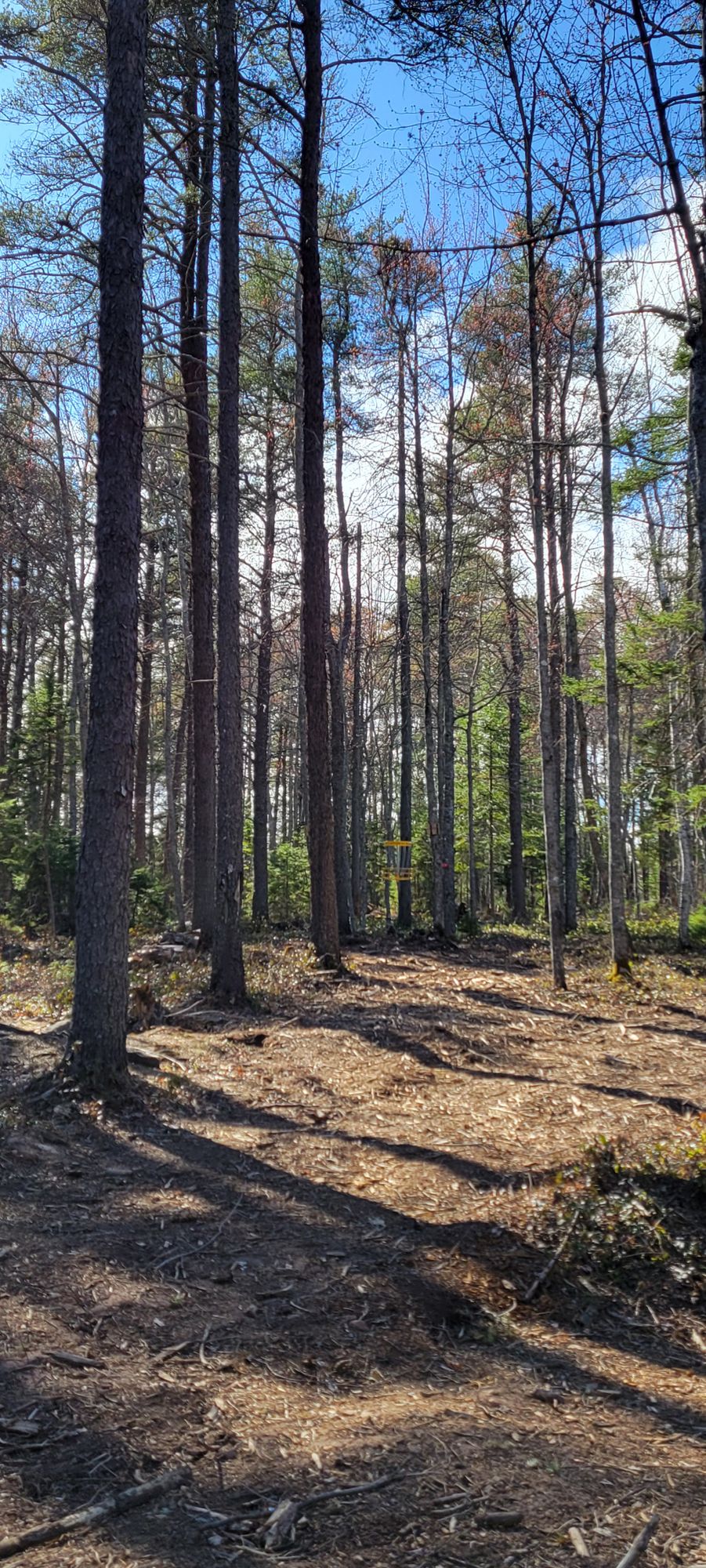 RHS Tricky Trail - Riverview, NB, Canada | UDisc Disc Golf Course Directory