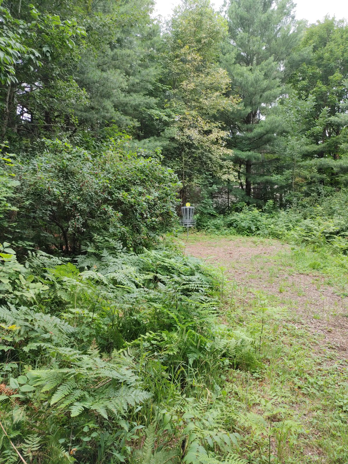 Maple Grove DGC - Lake City, MI | UDisc Disc Golf Course Directory