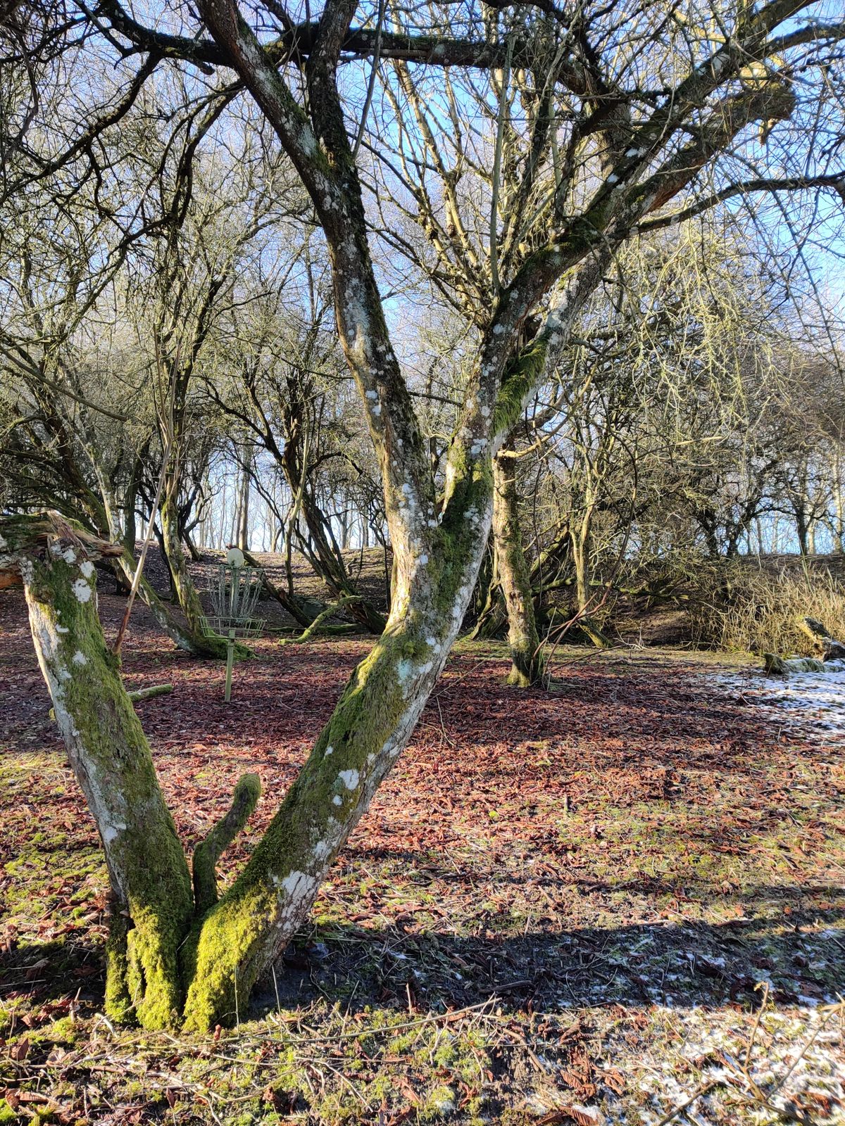 Livø Discgolf - Ranum, Denmark | UDisc Disc Golf Course Directory