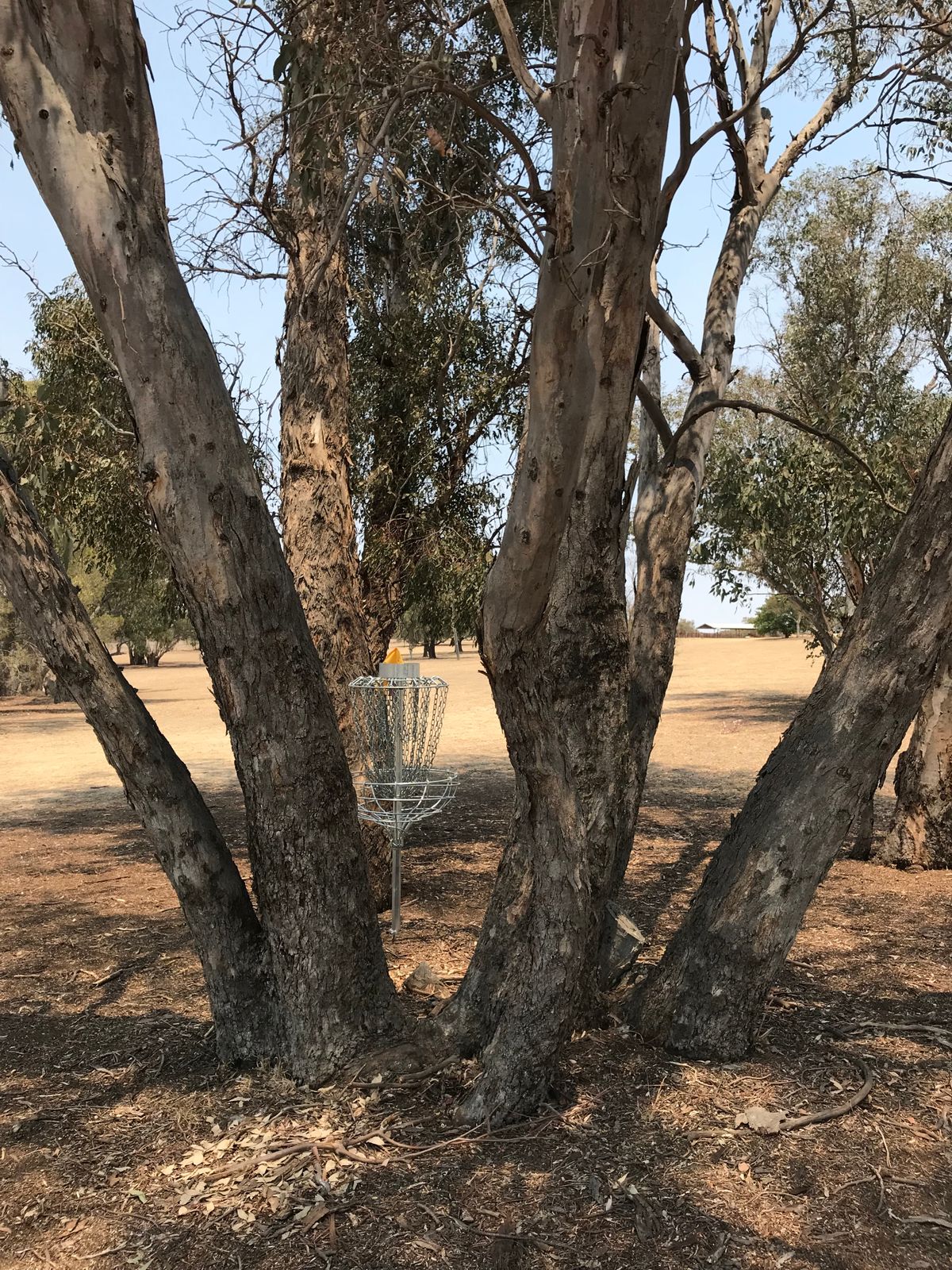 Molong Golf Club Disc Golf Course - Molong, Australia | UDisc Disc Golf ...