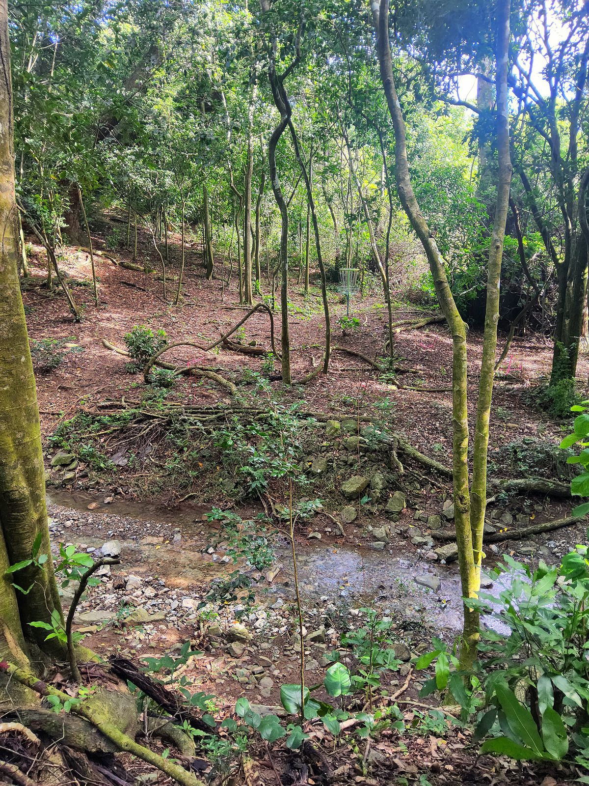 Mango Gardens - Kingshill, Saint Croix 00820, US Virgin Islands | UDisc ...