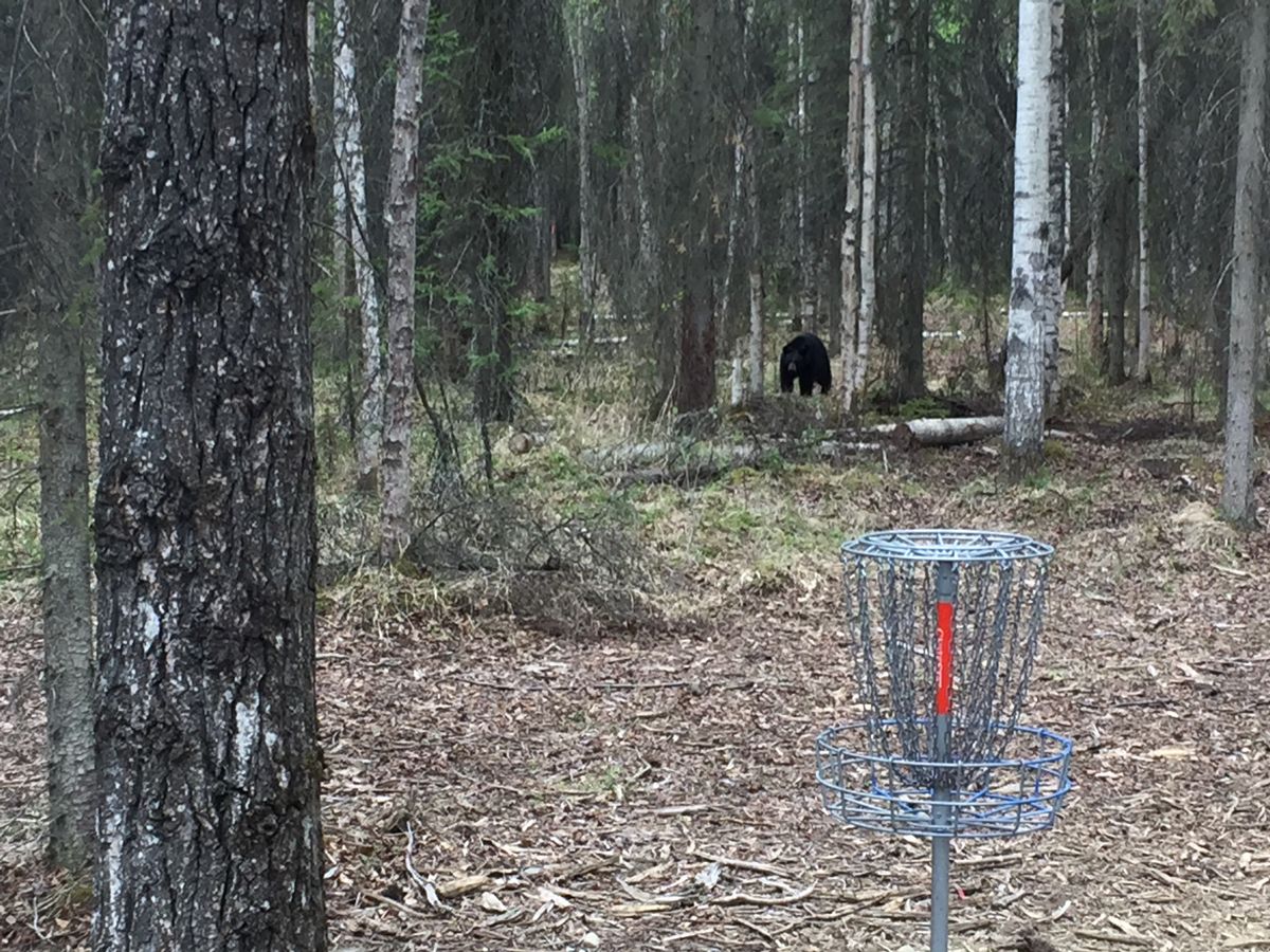 Davis Park DGC - Anchorage, Alaska | UDisc Disc Golf Course Directory