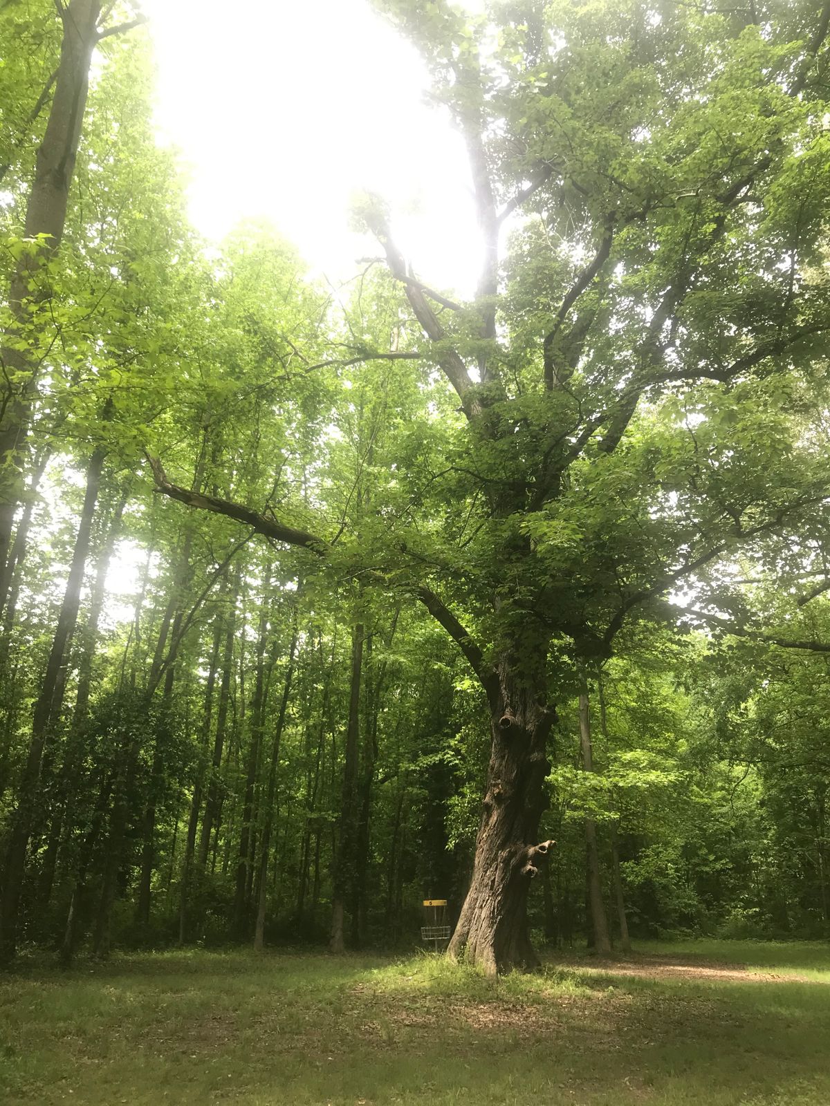 Stuart Nelson Park - Paducah, Kentucky | UDisc Disc Golf Course Directory
