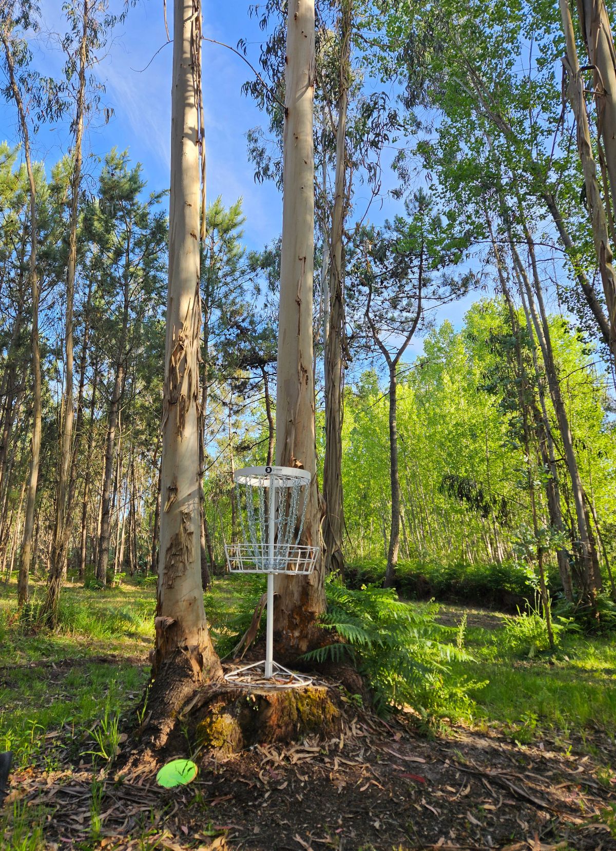 Gafanha da Nazaré Disc Golf - Your Guide to Disc Golf in Gafanha da ...