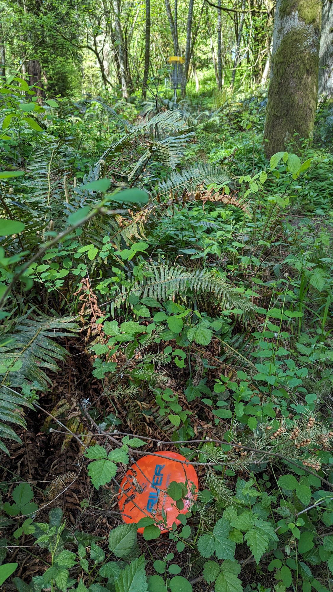 Abrams Park - Ridgefield, WA | UDisc Disc Golf Course Directory