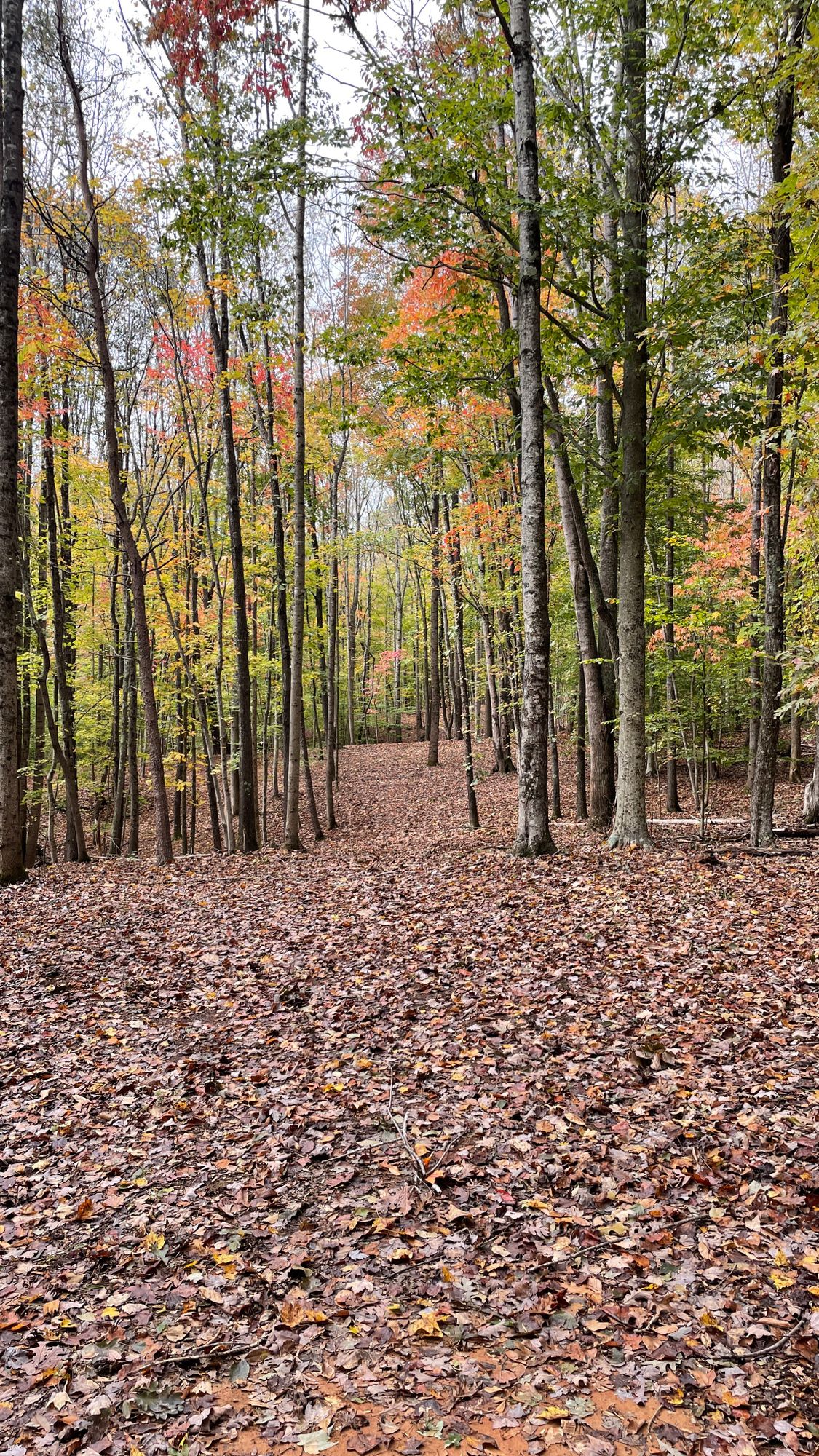 Independence Park - Bedford, Virginia | UDisc Disc Golf Course Directory
