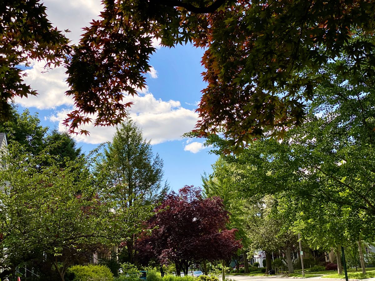 Harry Dunham Park - Basking Ridge, NJ | UDisc Disc Golf Course Directory