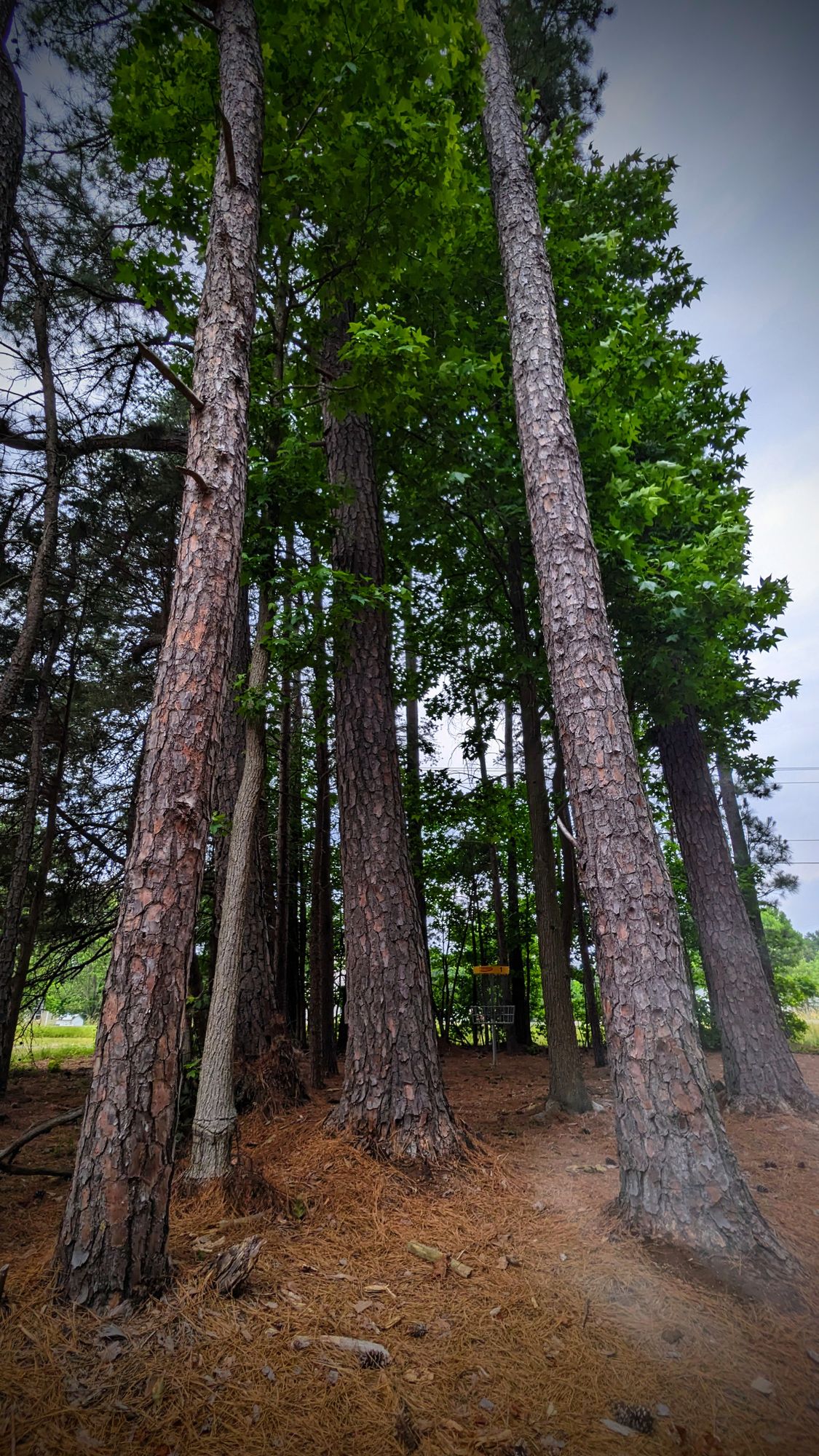 Pirates Grove - Burlington, North Carolina | UDisc Disc Golf Course ...