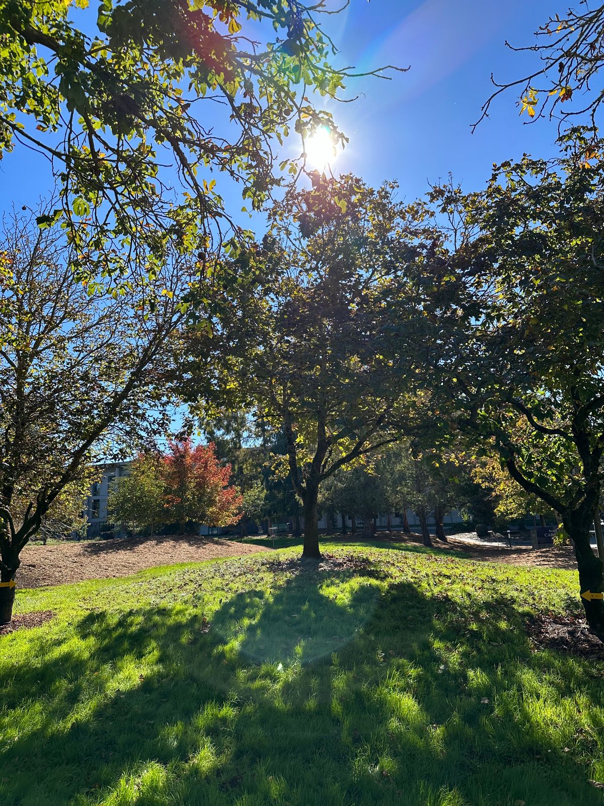 Sonoma State Pitch and Putt - Rohnert Park, California | UDisc Disc ...