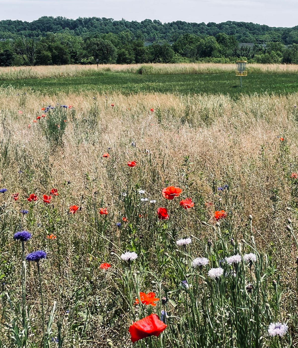 Exton Park - Exton, PA | UDisc Disc Golf Course Directory