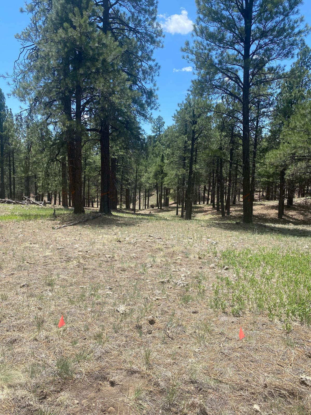 Diamond - Flagstaff, Arizona | UDisc Disc Golf Course Directory