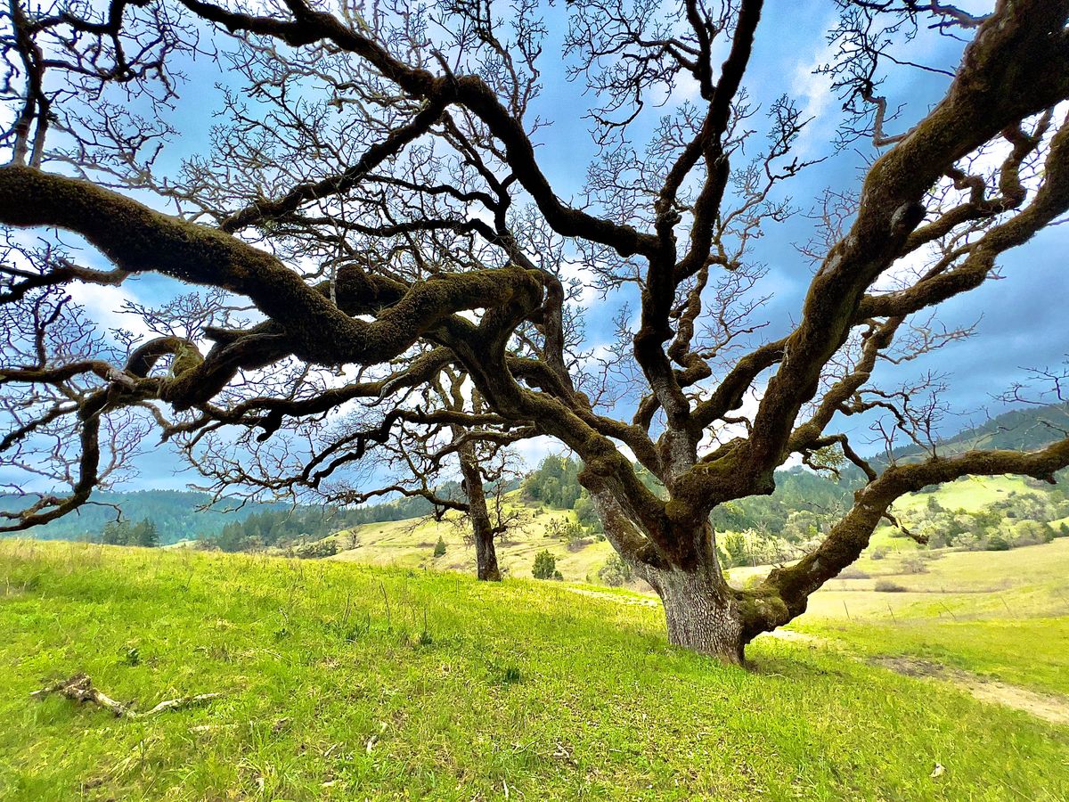 Mendocino Redwoods RV Disc Golf - Willits, California | UDisc Disc Golf ...