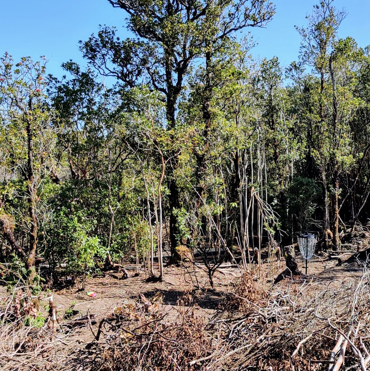 Fern Forest Disc Golf - Your Guide to Disc Golf in Fern Forest, Hawaii ...