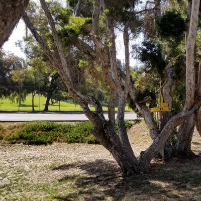 Morley Field - San Diego, CA | UDisc Disc Golf Course Directory