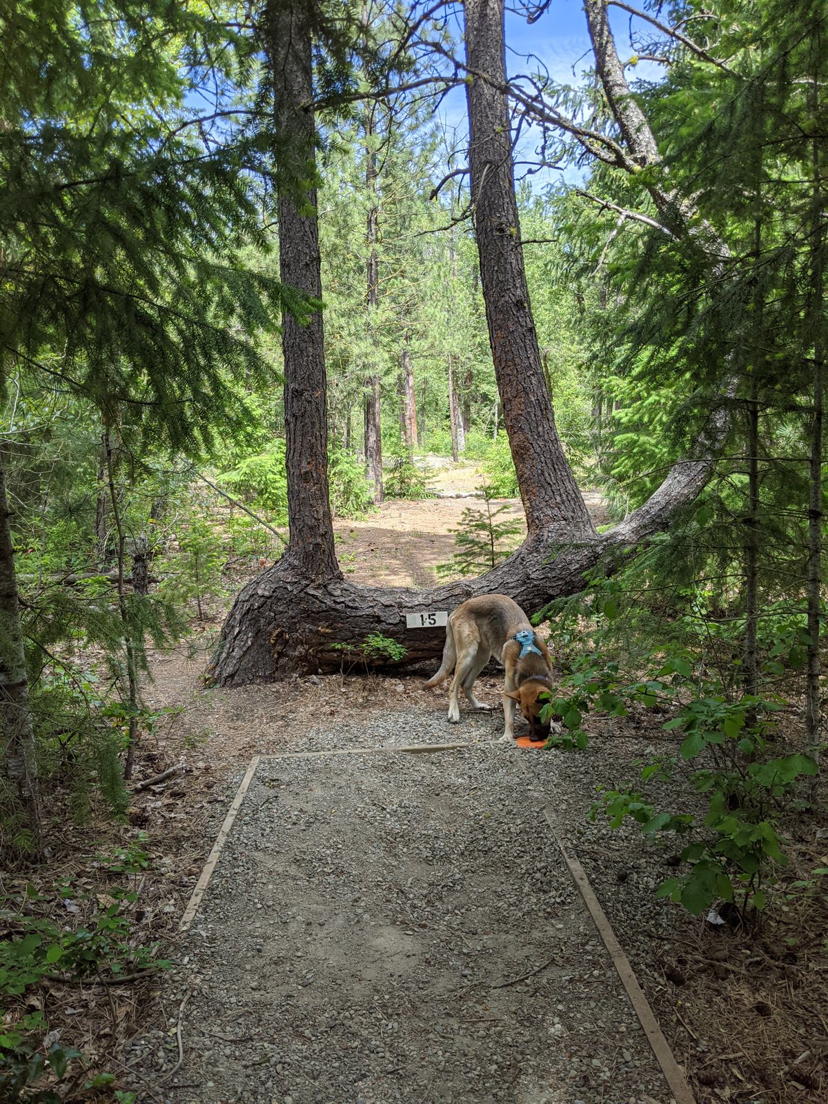 Hanson Ponds Park DGC - Cle Elum, Washington | UDisc Disc Golf Course Directory