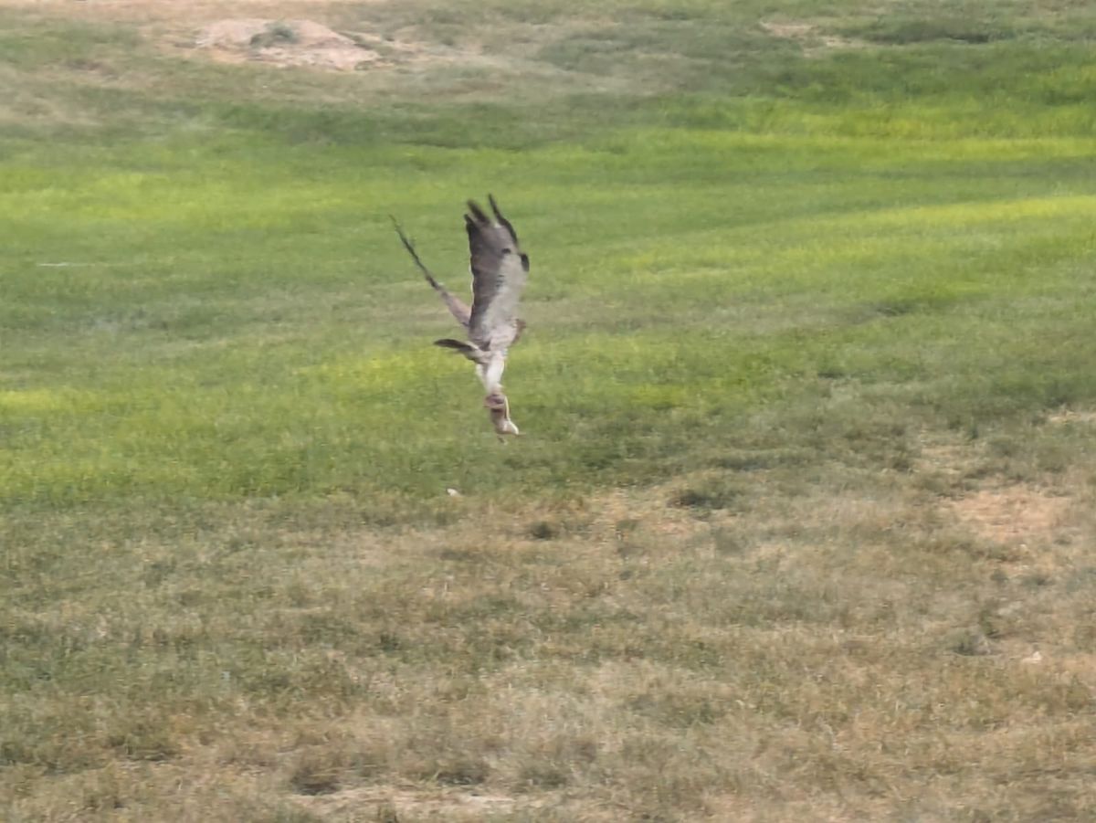 MSU-Northern - Havre, Montana | UDisc Disc Golf Course Directory