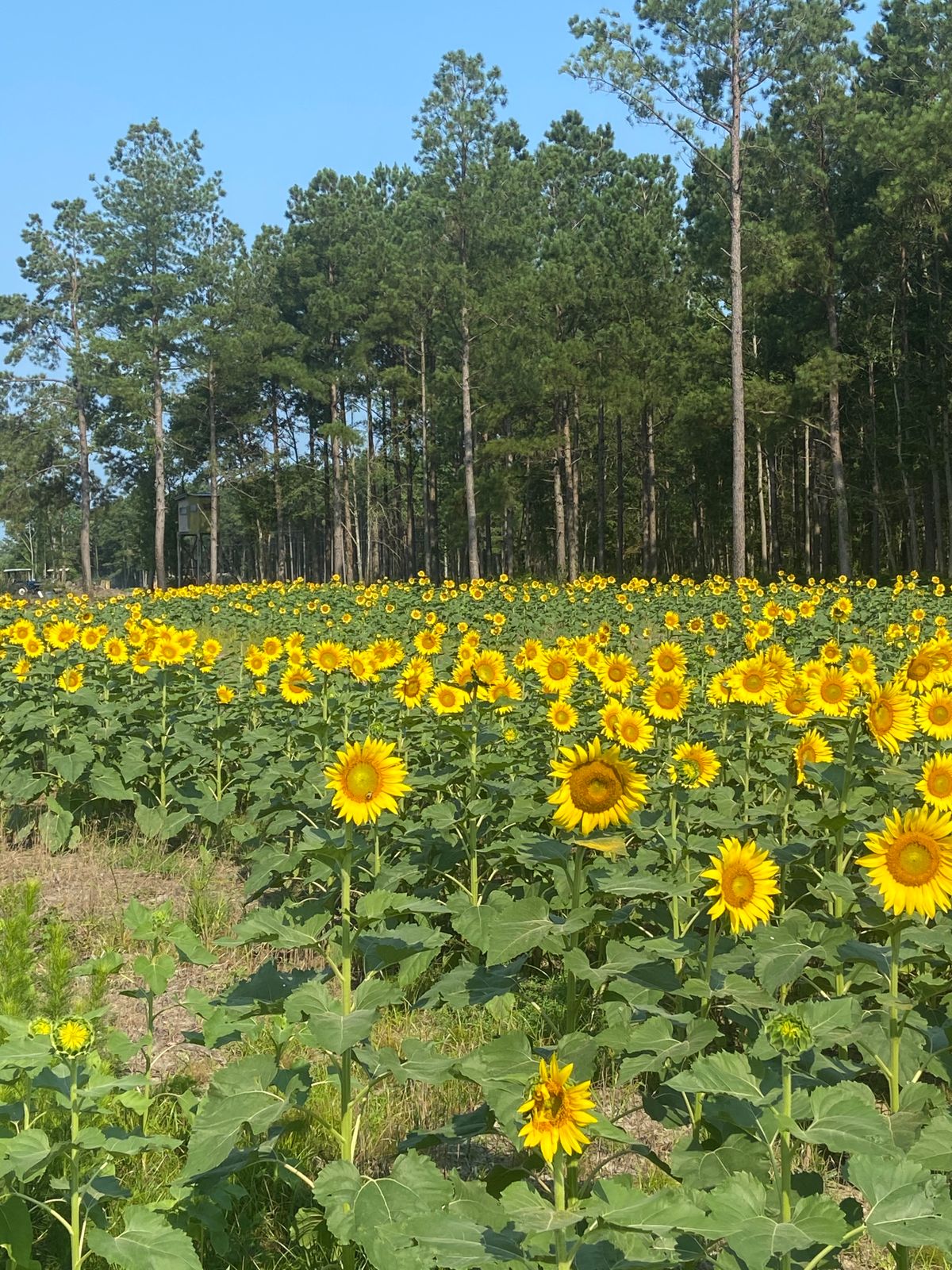 The Beast On Honey Hill - Hallsboro, North Carolina | UDisc Disc Golf ...