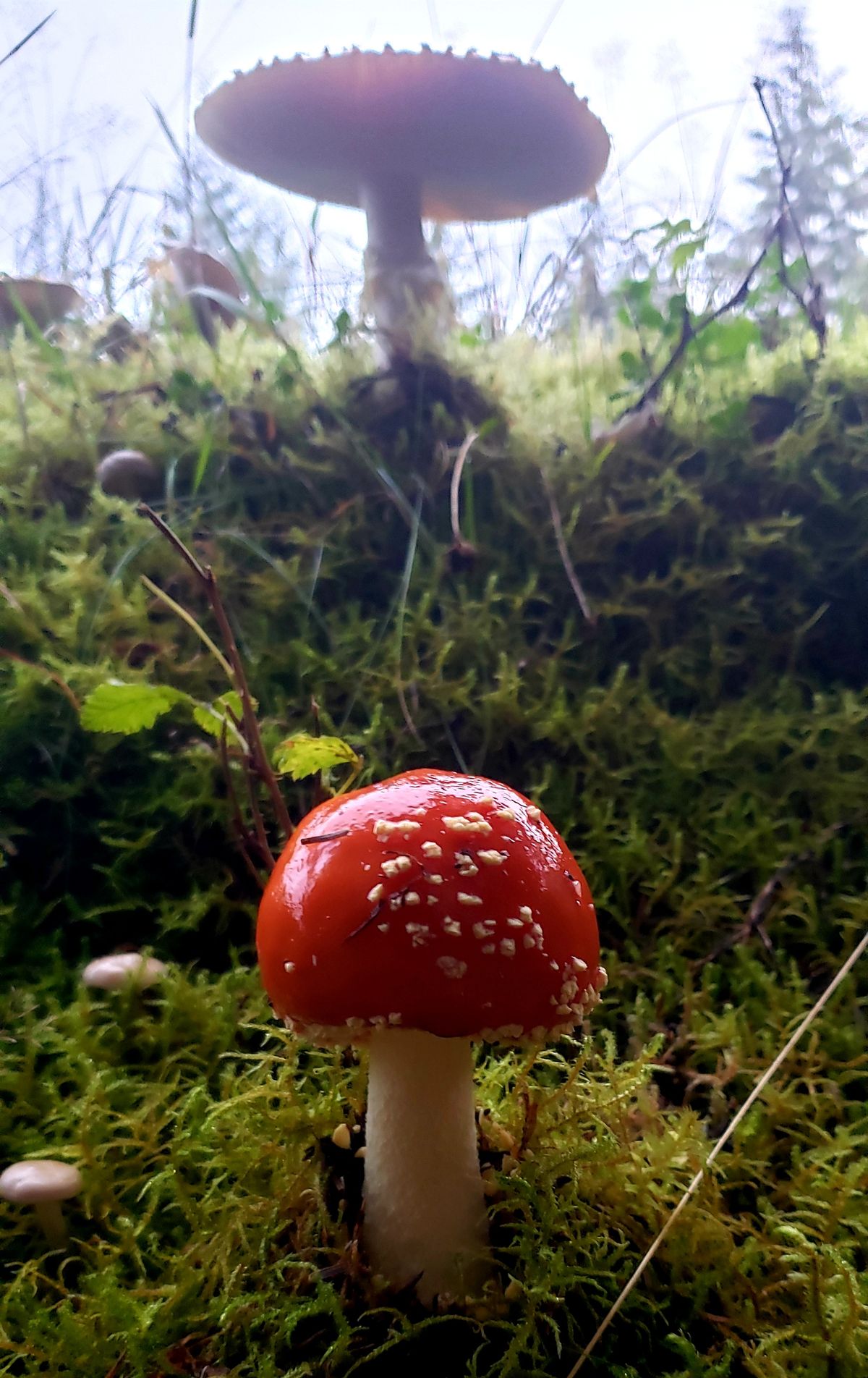 Muskeg Meadows - Wrangell, Alaska | UDisc Disc Golf Course Directory